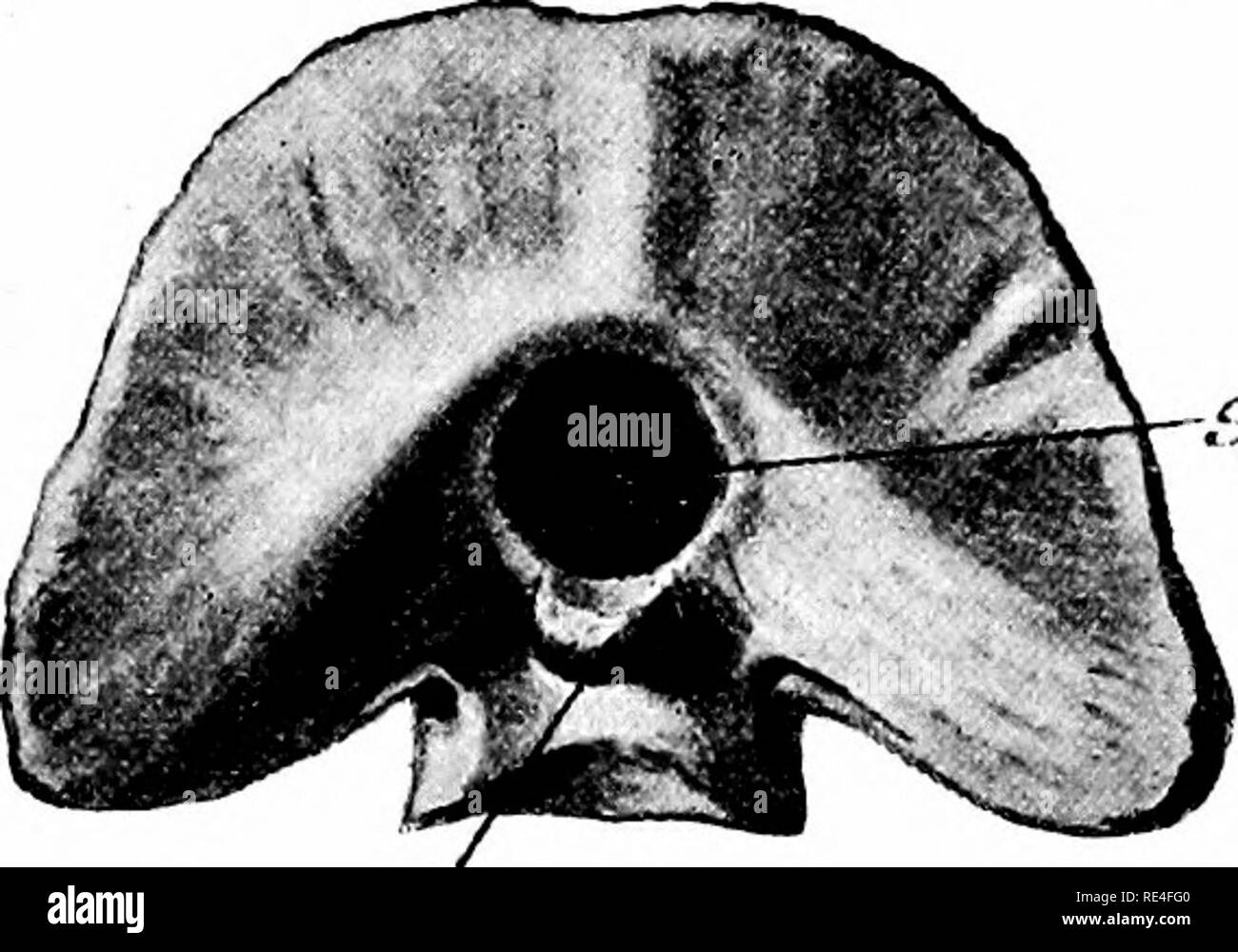 Rhea bird Black and White Stock Photos & Images - Alamy