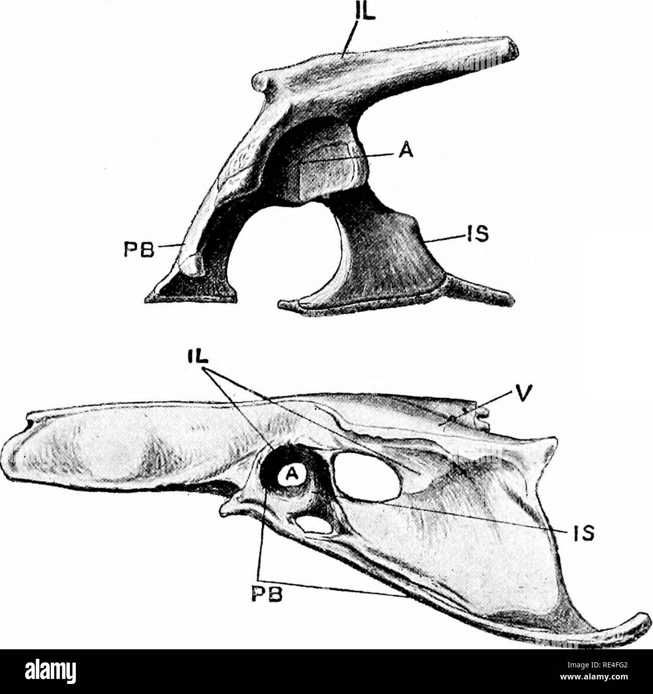 Pubis bone Black and White Stock Photos & Images - Alamy