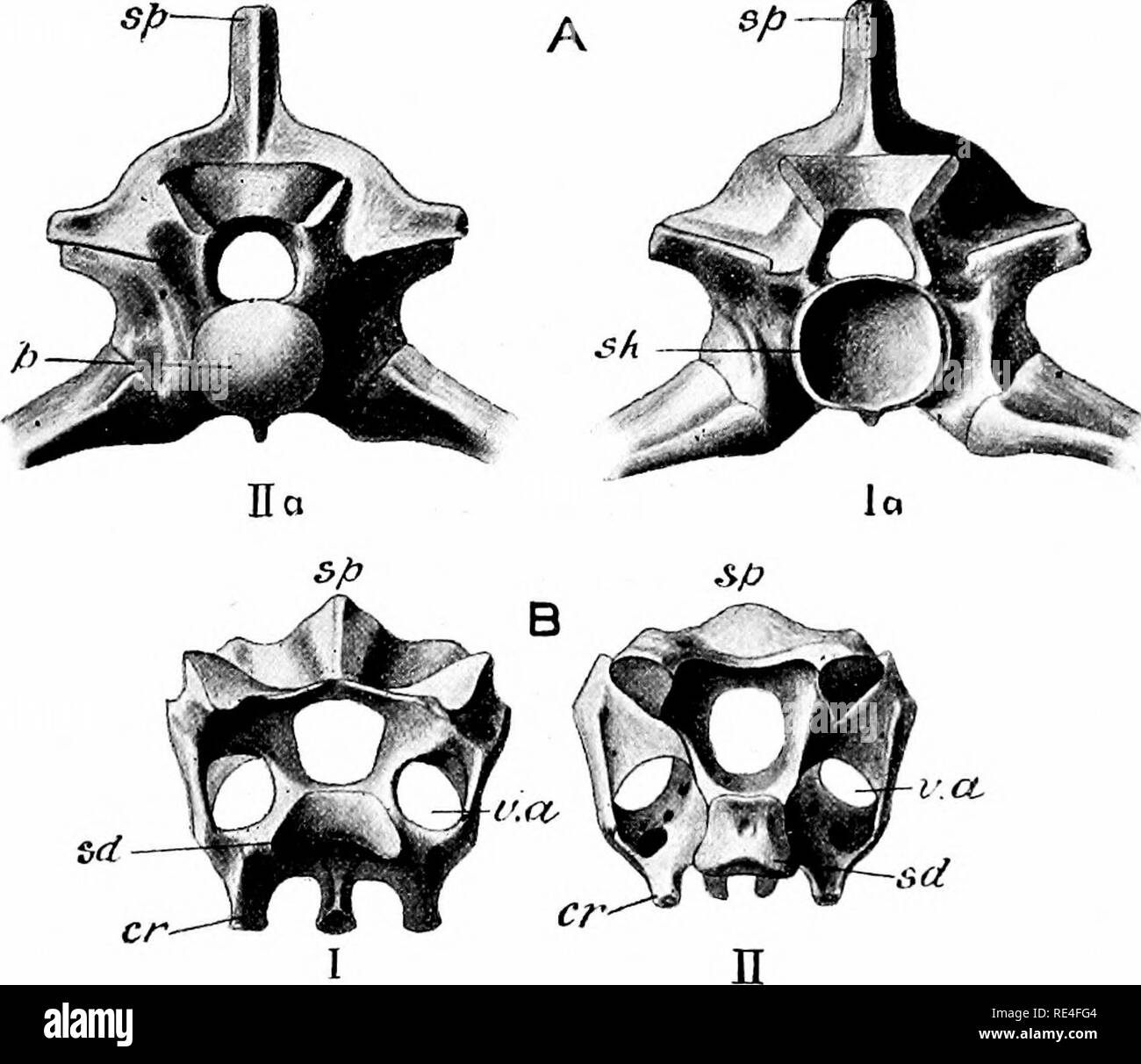 . The structure and life of birds. Birds; Evolution. II SKELETONS OF ...