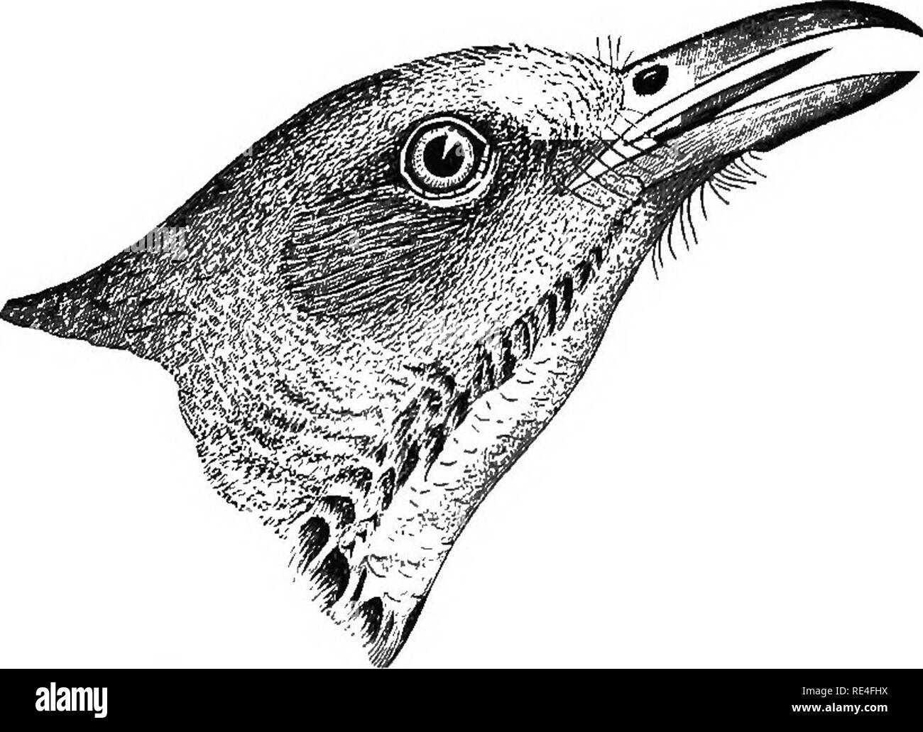 Indiana birds Black and White Stock Photos & Images - Alamy