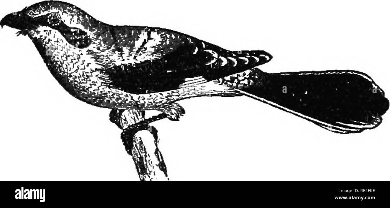 Impaled animal Black and White Stock Photos & Images - Alamy