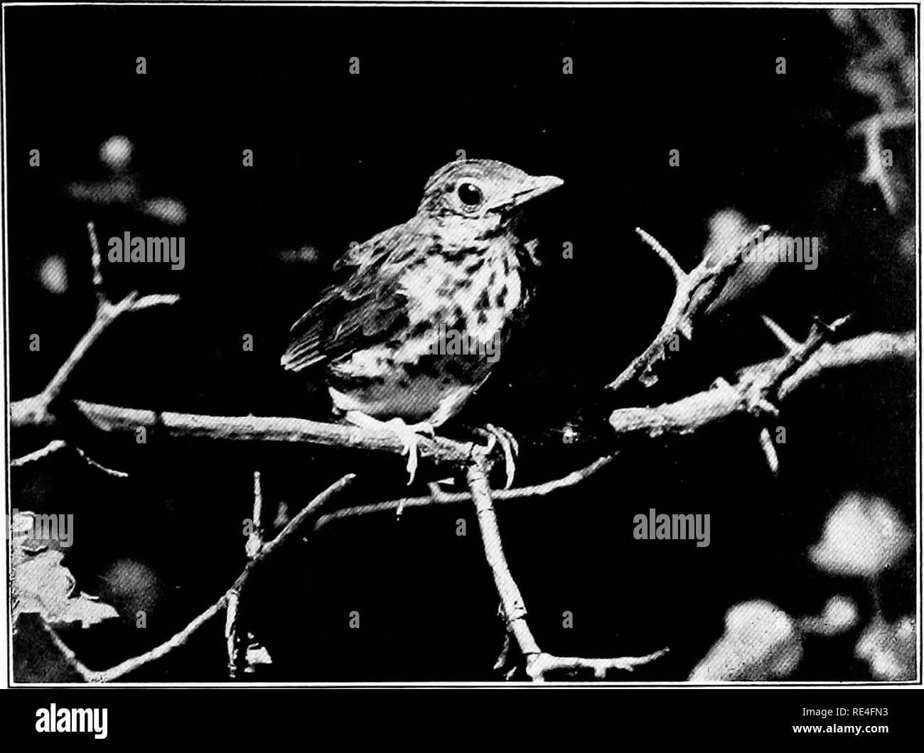 Young thrush Black and White Stock Photos & Images - Alamy