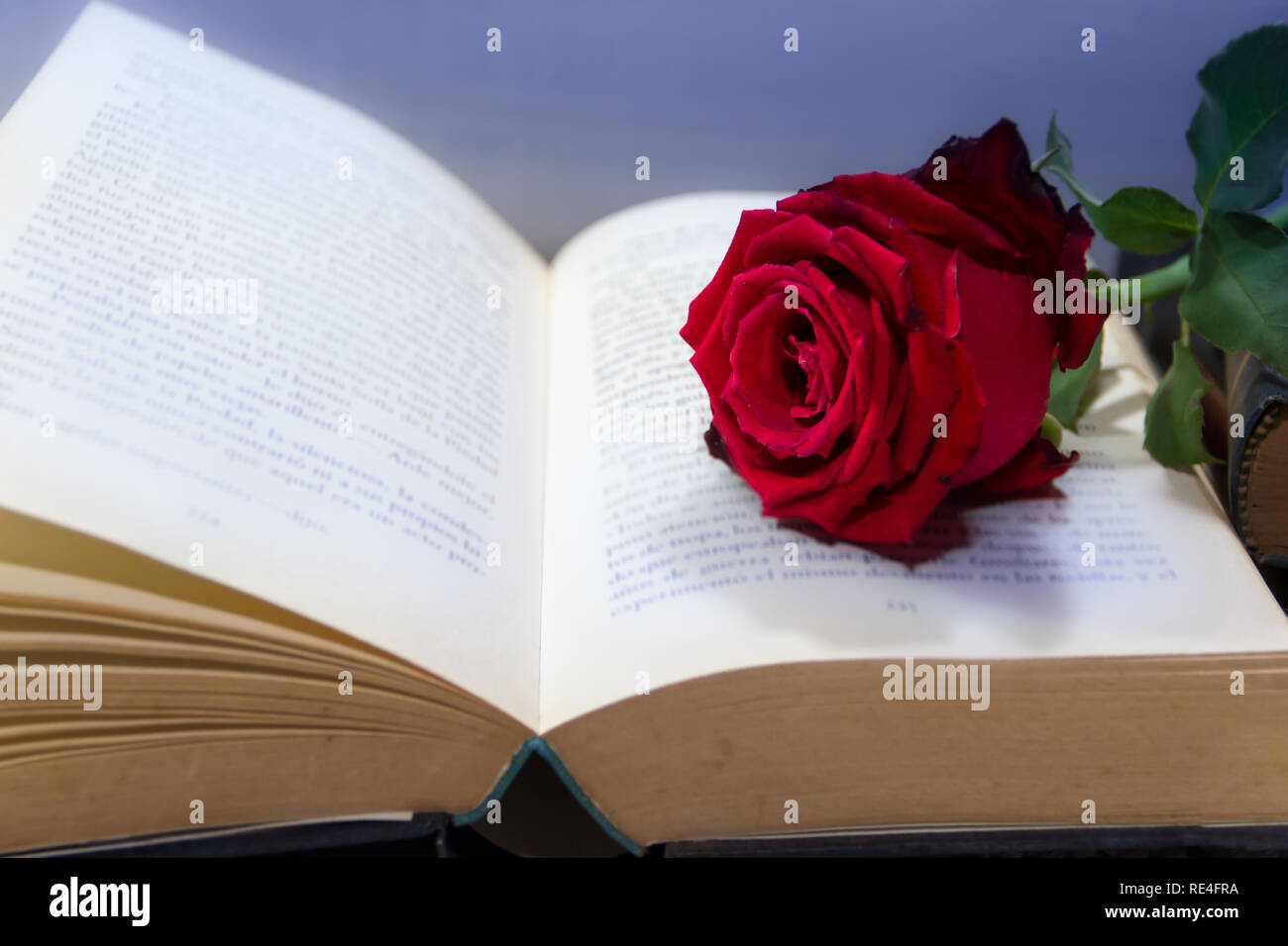 romantic red rose on the open book Stock Photo - Alamy