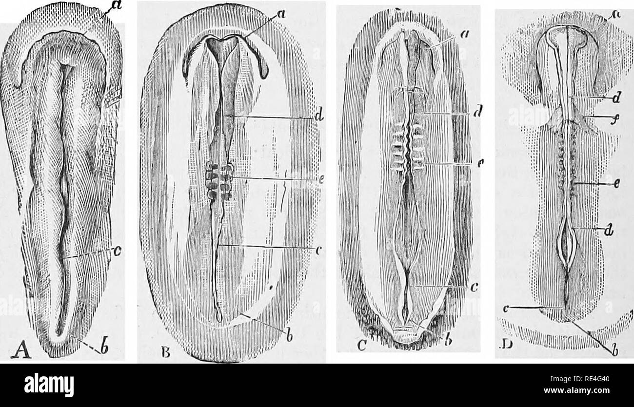 . The comparative anatomy of the domesticated animals. Veterinary ...