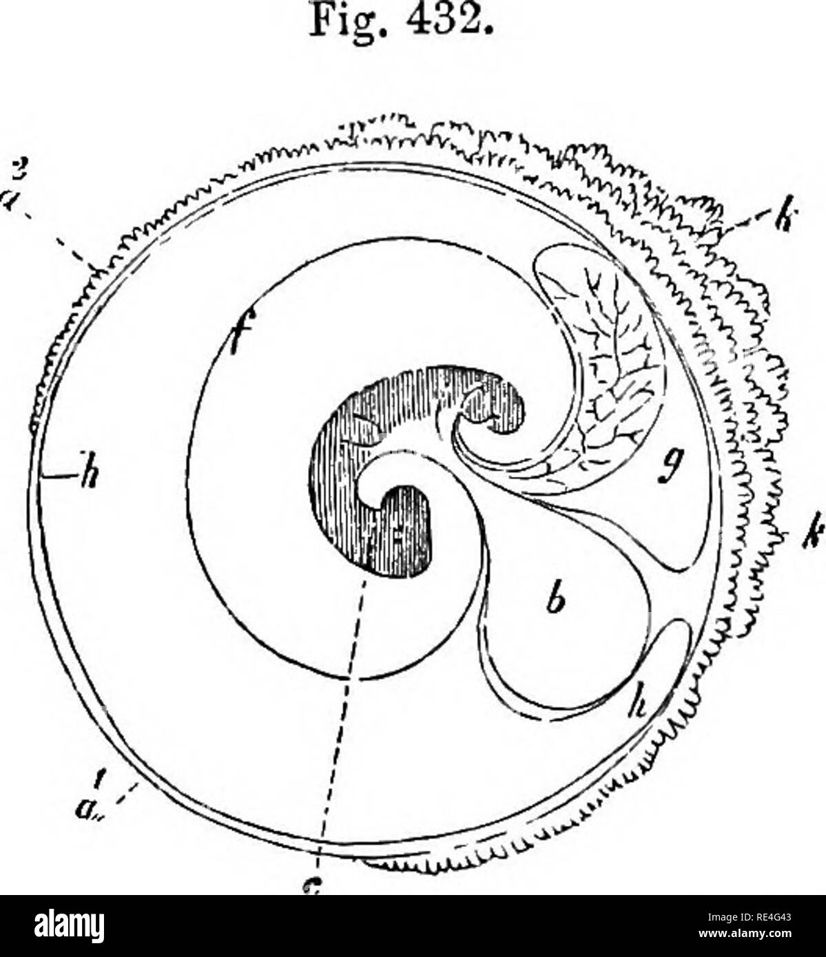 Human ovum diagram Black and White Stock Photos & Images - Alamy