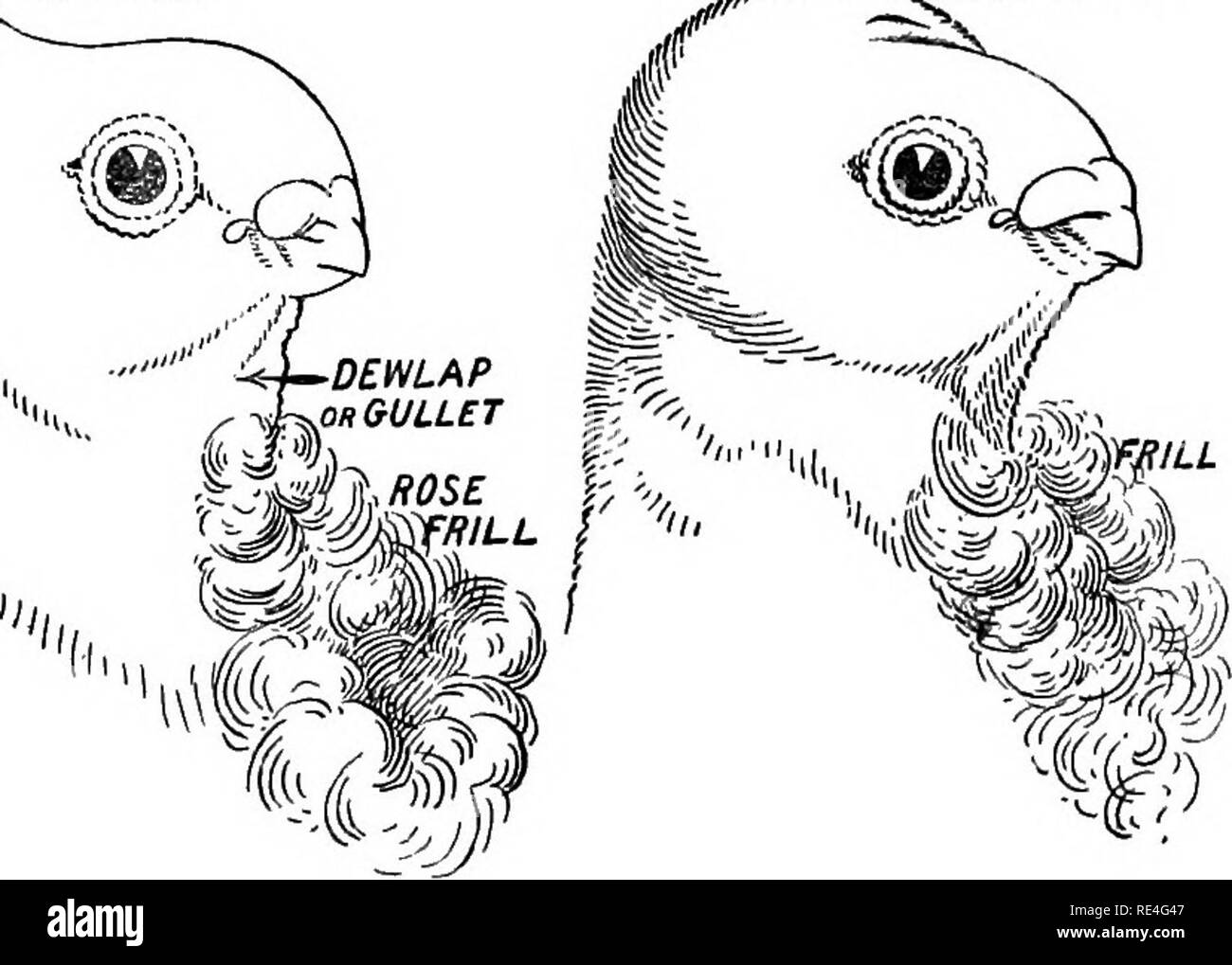 . The Feather's practical pigeon book. Pigeons. ^^^^j,^^.SHELL CREST m ...