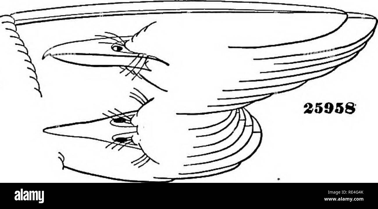 N 8 58 1 Black and White Stock Photos & Images - Alamy