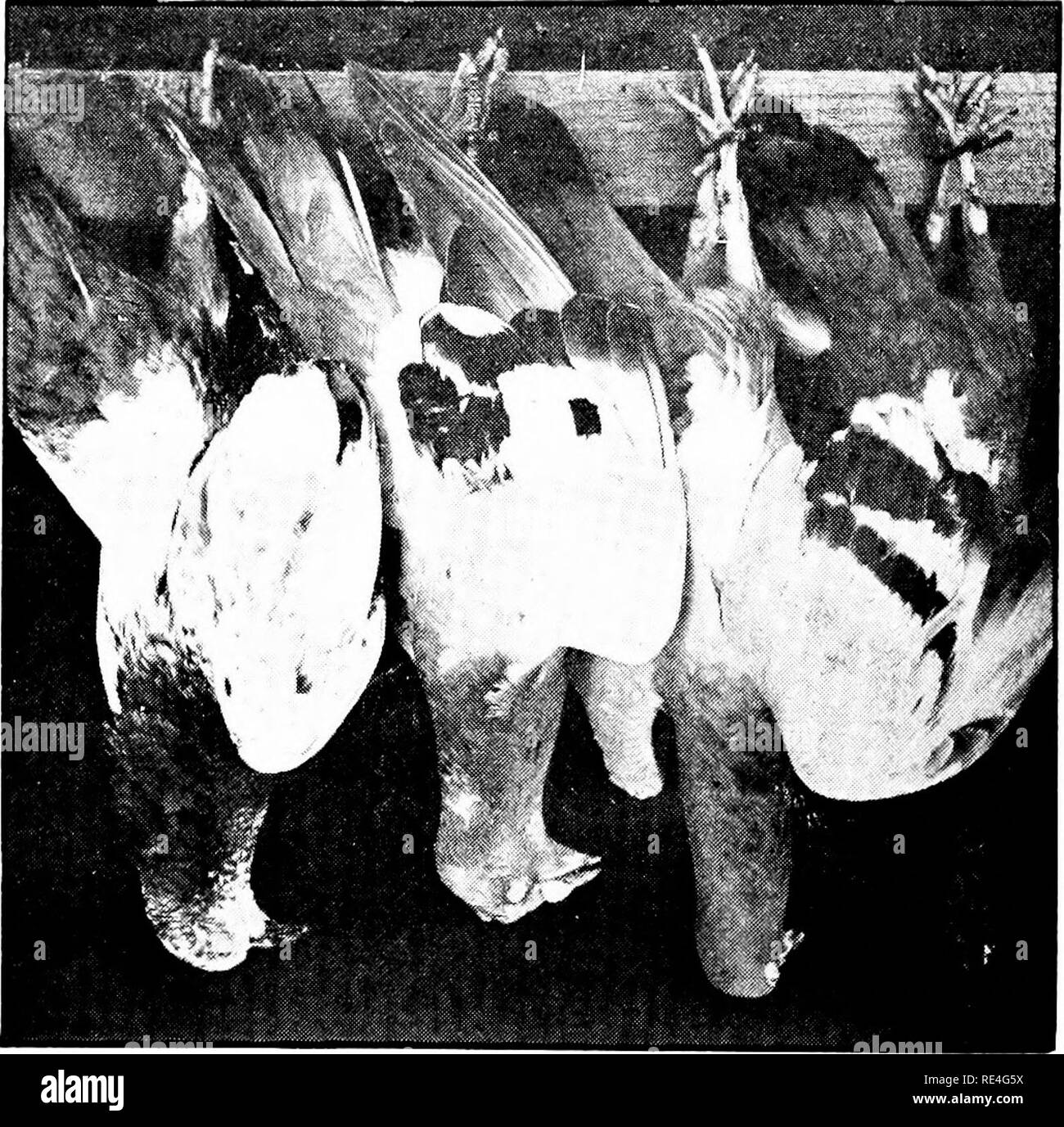 Cool bird images Black and White Stock Photos & Images - Alamy