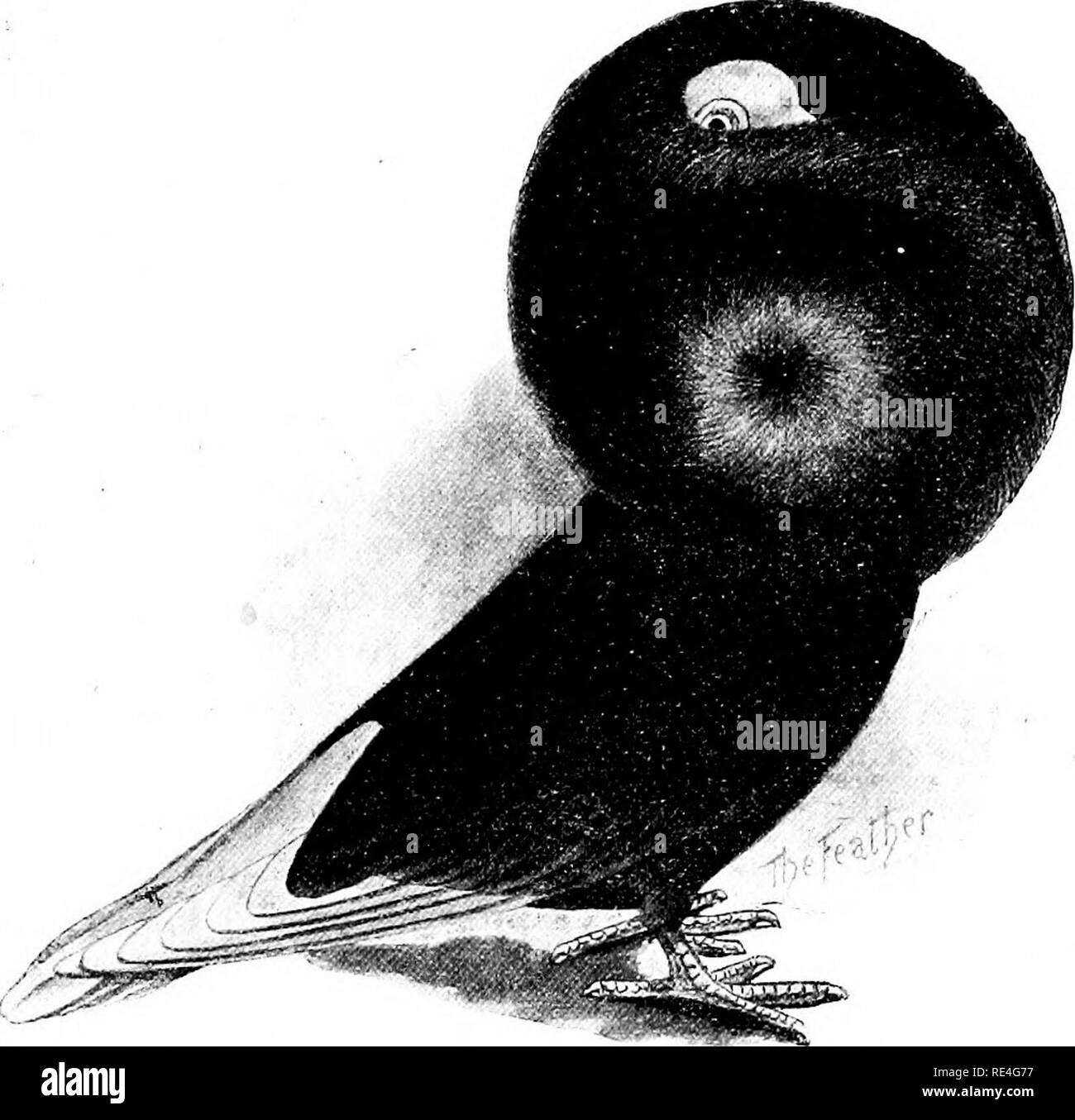 Black Jacobin Pigeon