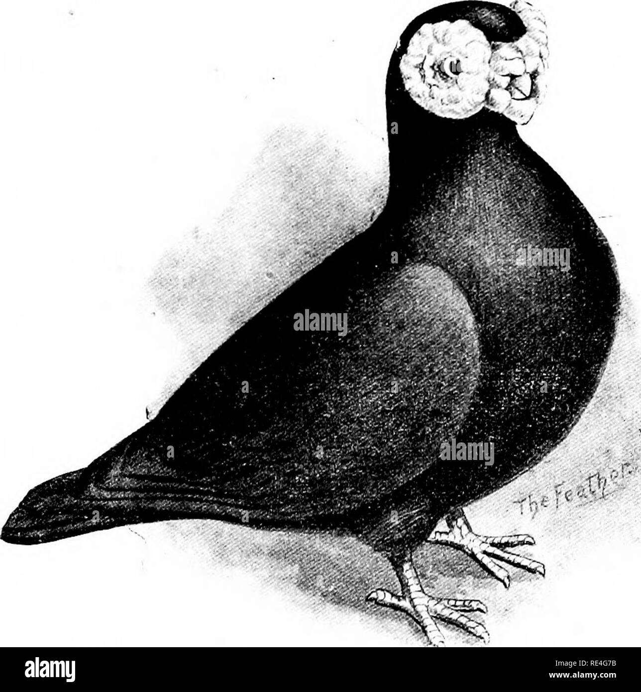 . The Feather's practical pigeon book. Pigeons. BARB One of the oldest ...