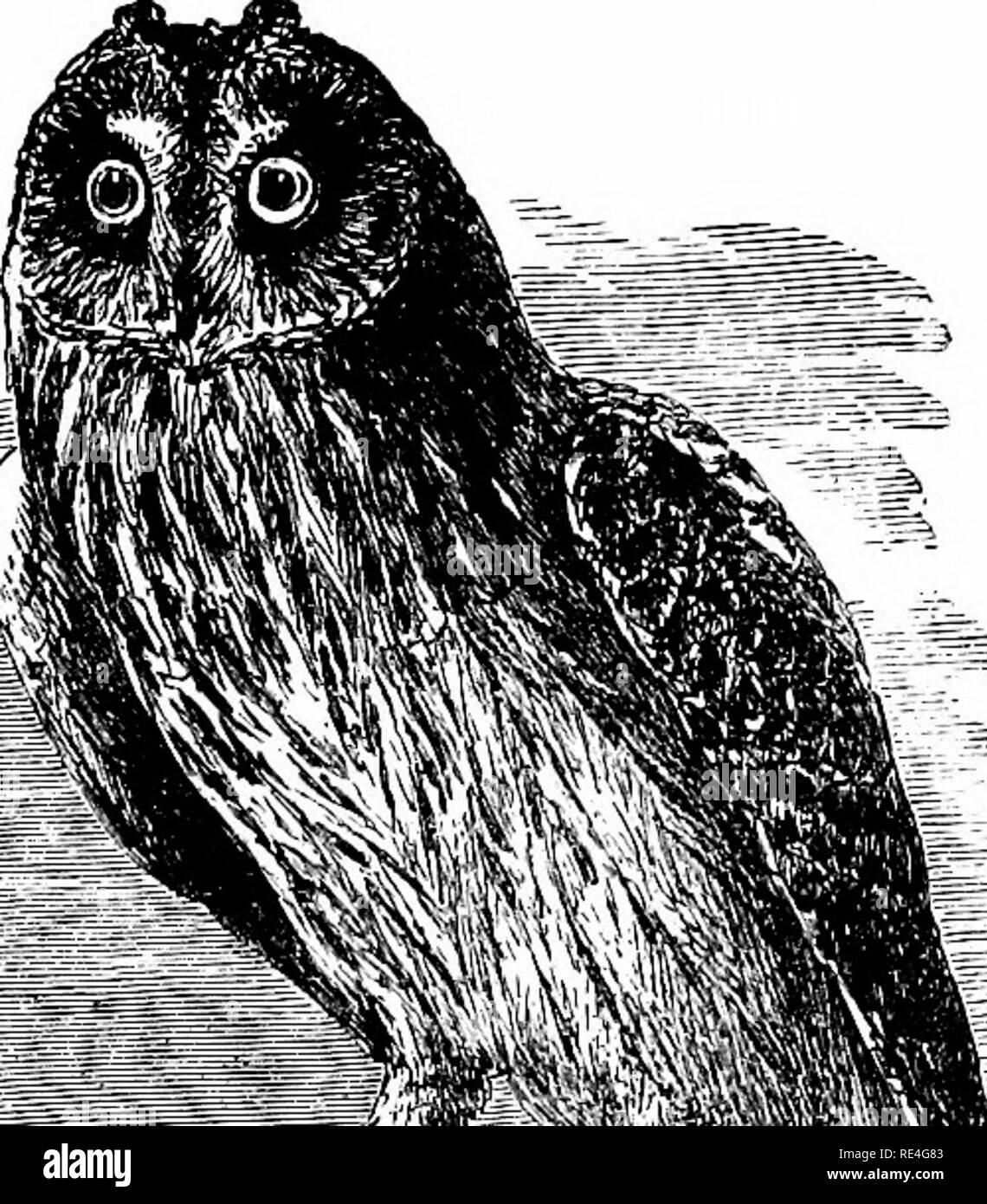 Owl feet Black and White Stock Photos & Images - Alamy