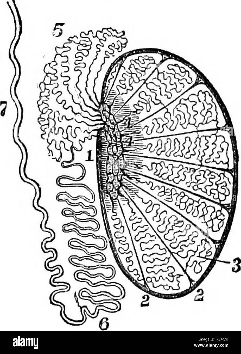 . The comparative anatomy of the domesticated animals. Veterinary ...
