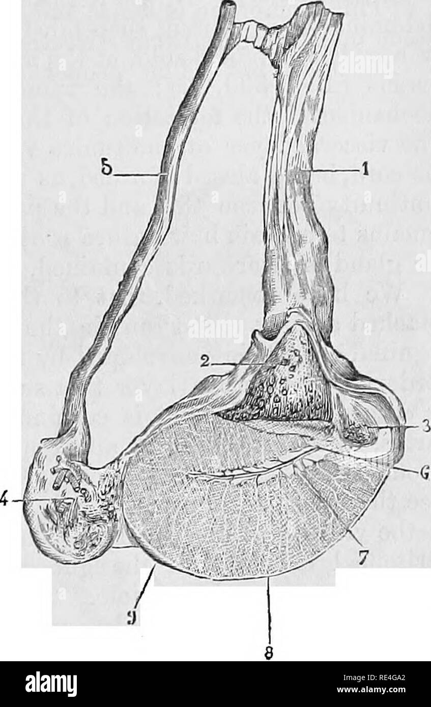 Male genital system Black and White Stock Photos & Images - Alamy