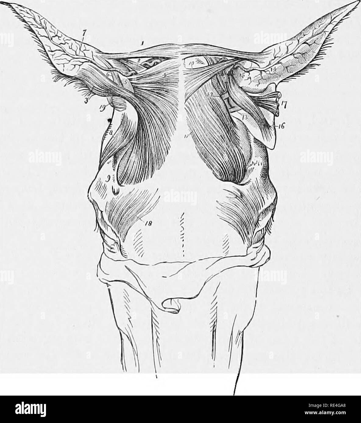 . The comparative anatomy of the domesticated animals. Veterinary ...
