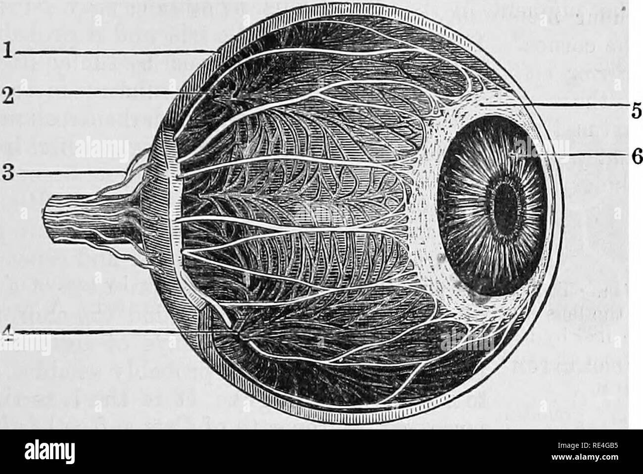 . The comparative anatomy of the domesticated animals. Veterinary ...