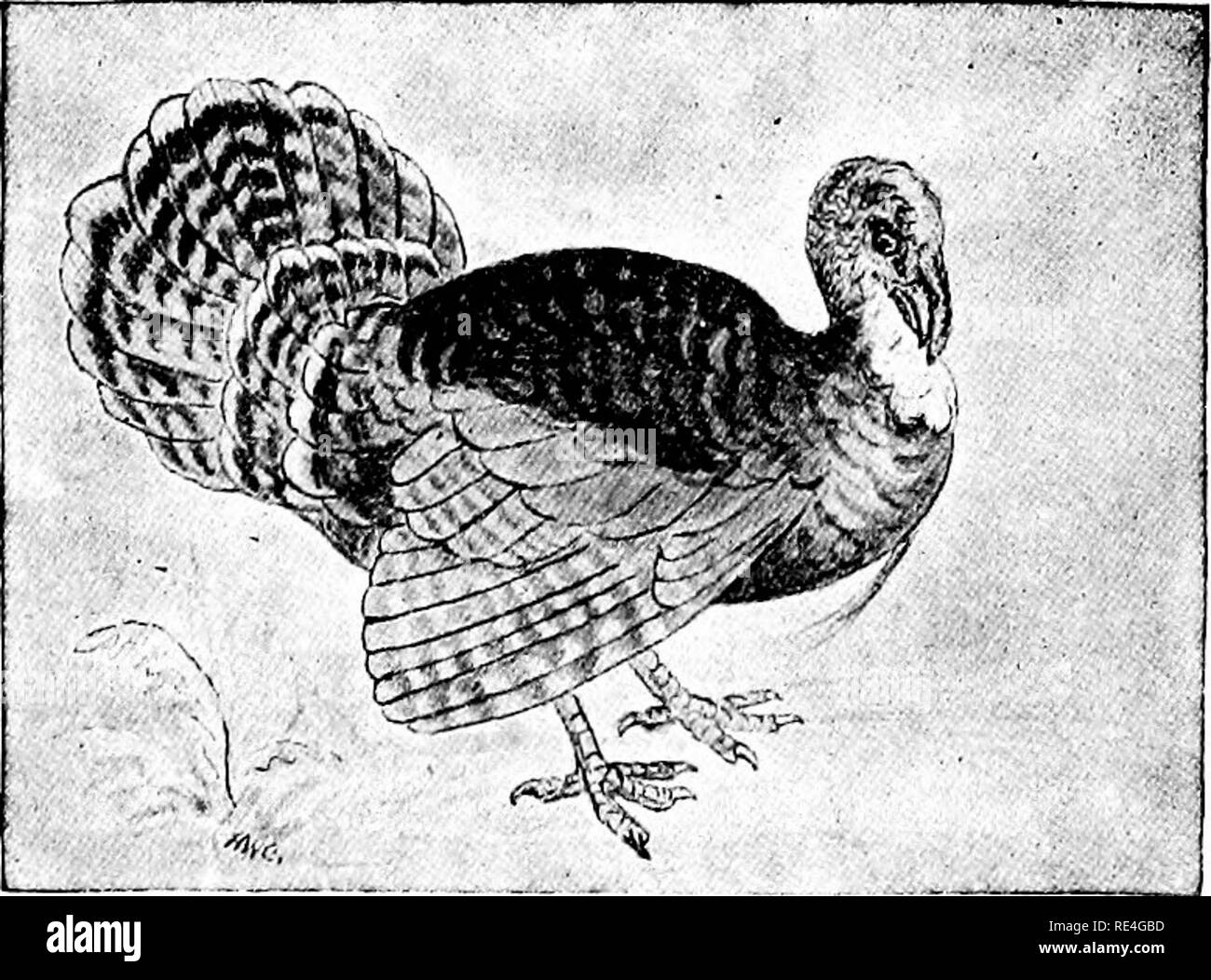 Short stout legs Black and White Stock Photos & Images - Alamy