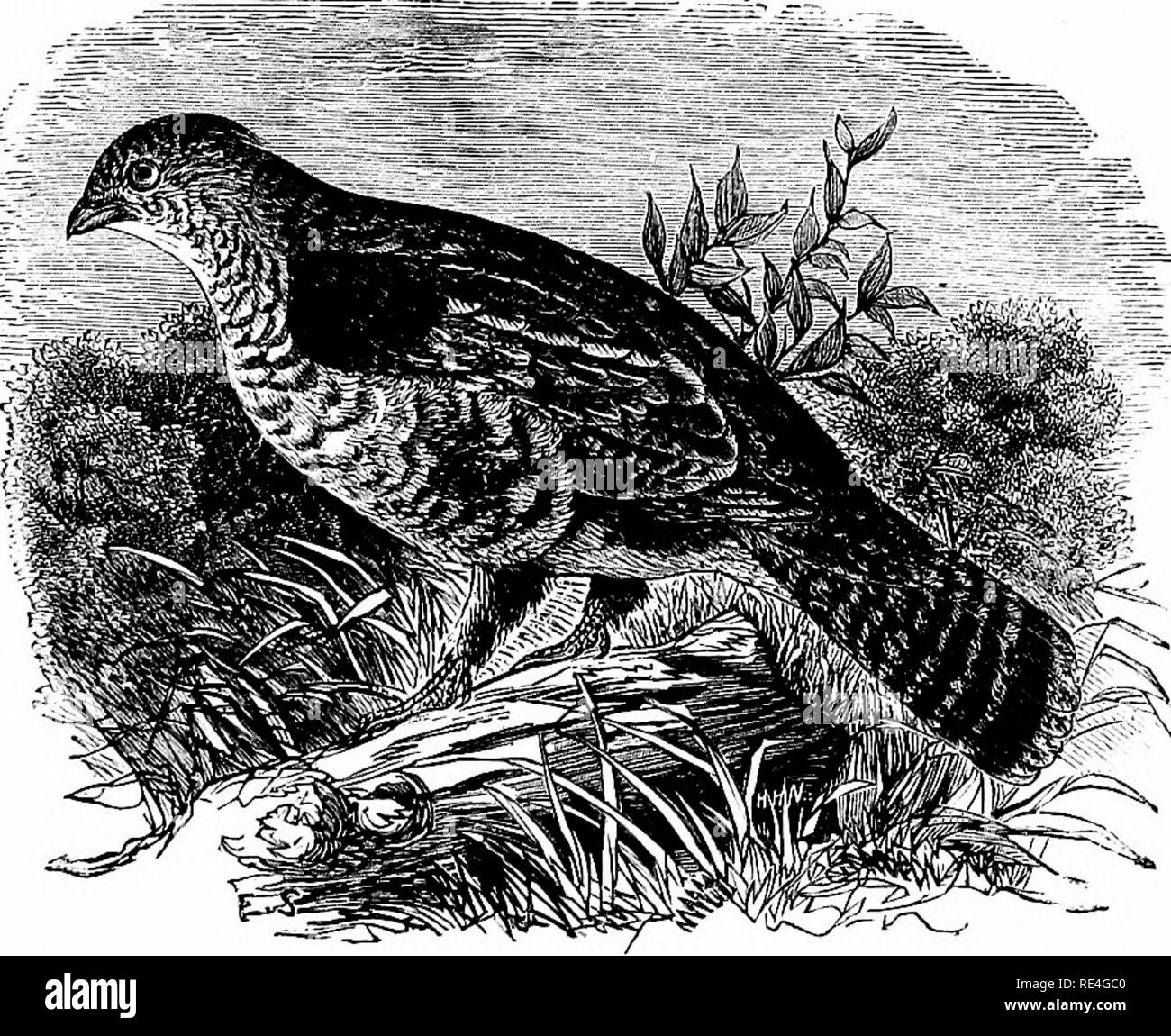 Group ruffed grouse partridge on hi-res stock photography and images ...