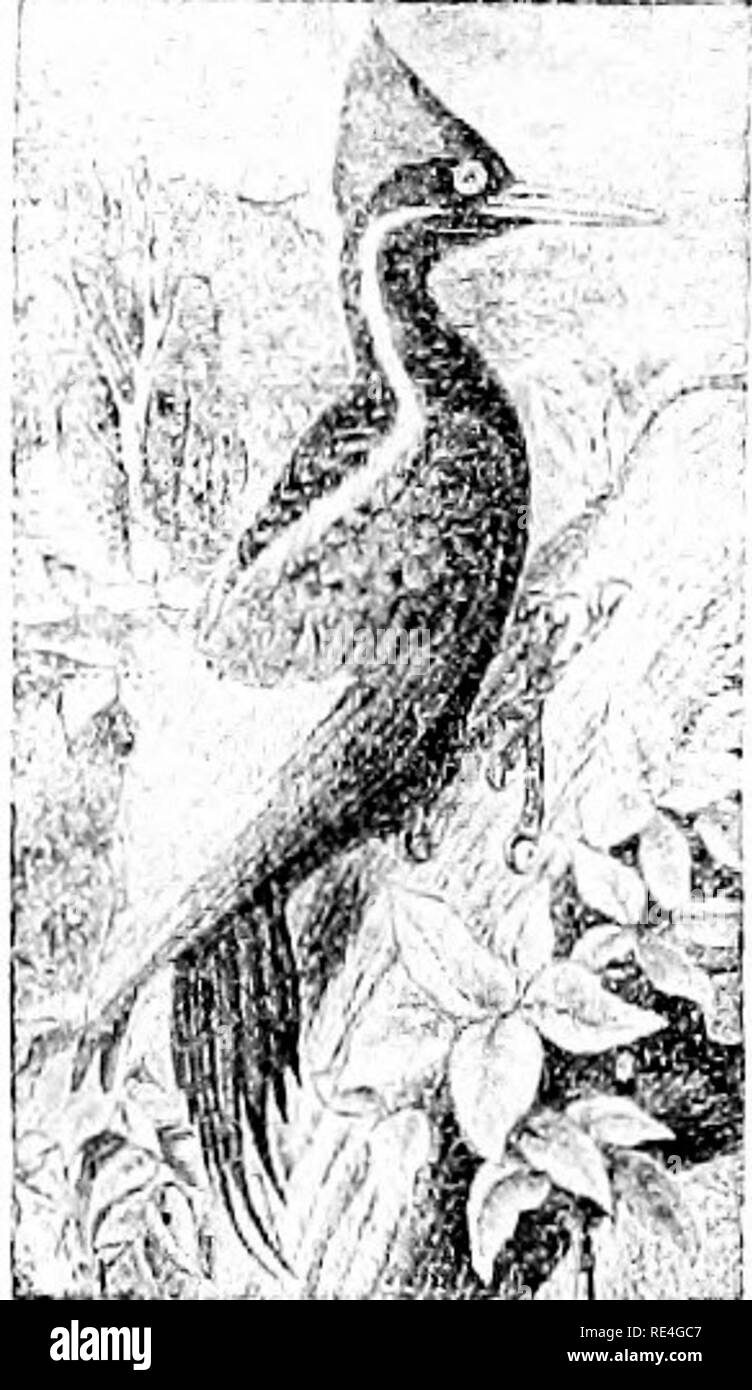 Corvid illustrations hi-res stock photography and images - Alamy