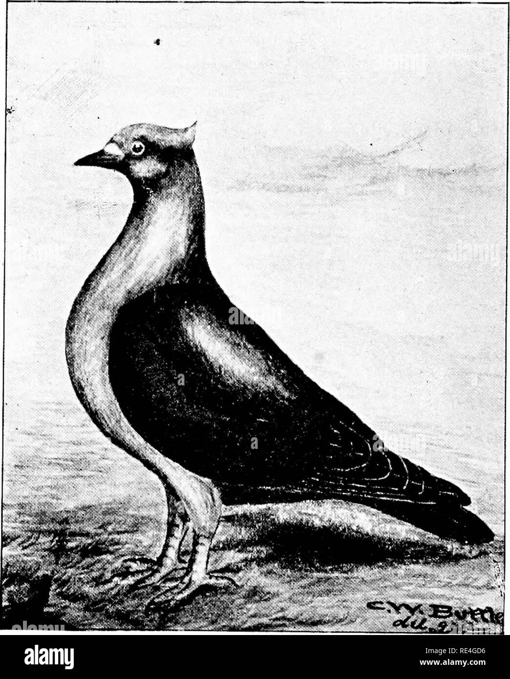 Archangel pigeon Black and White Stock Photos & Images - Alamy