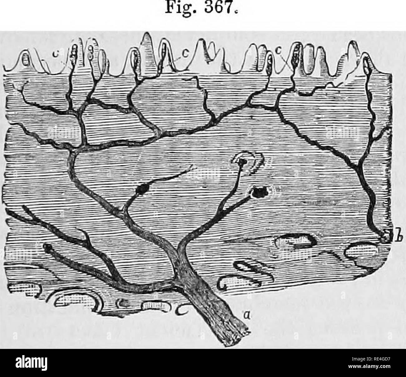 . The comparative anatomy of the domesticated animals. Veterinary ...
