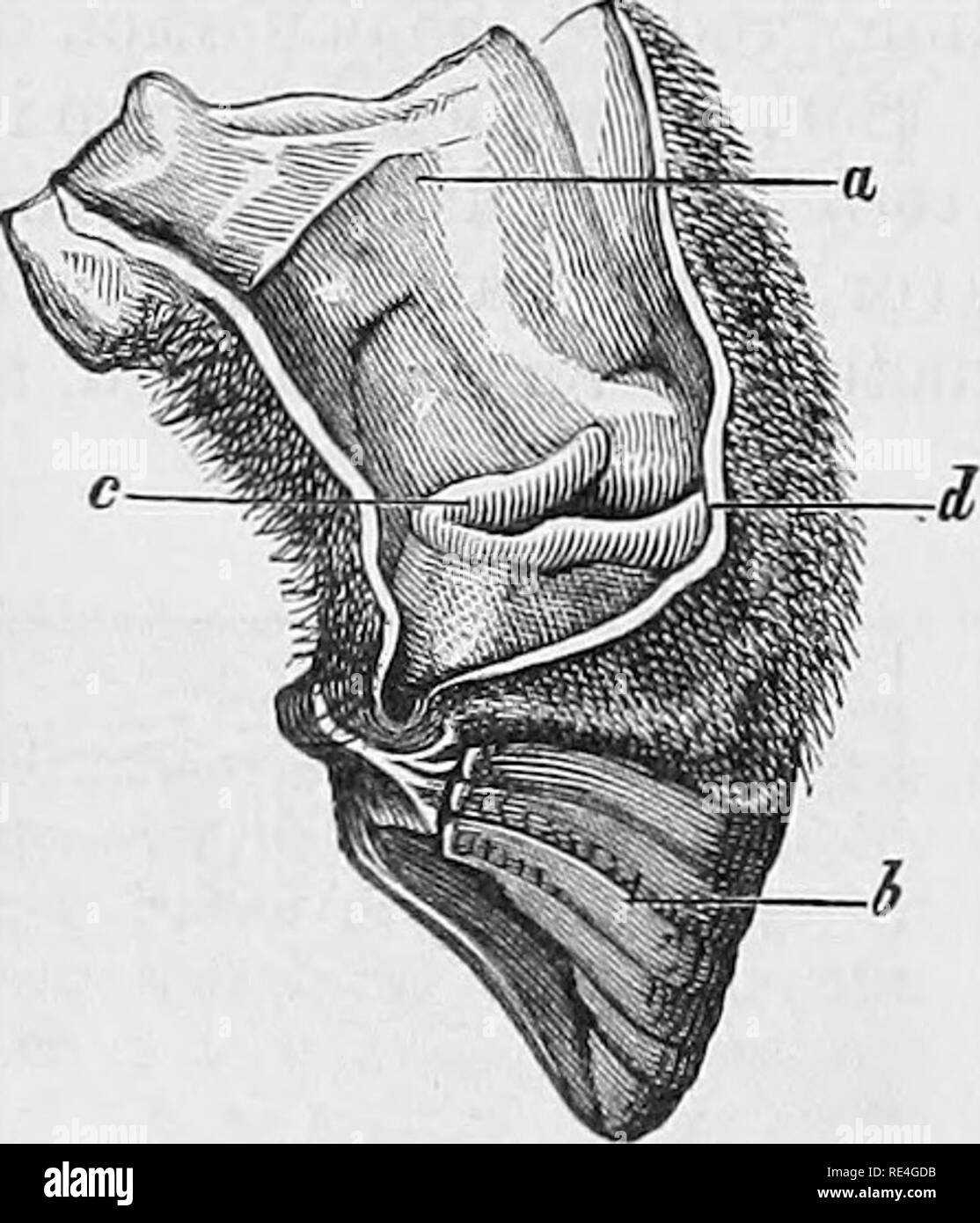 . The comparative anatomy of the domesticated animals. Veterinary ...