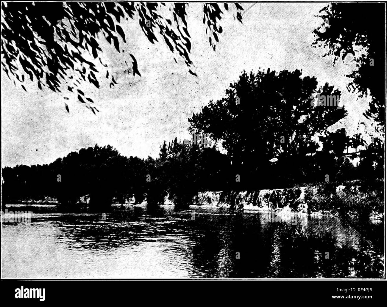 Trees of the northern rivers Black and White Stock Photos & Images - Alamy