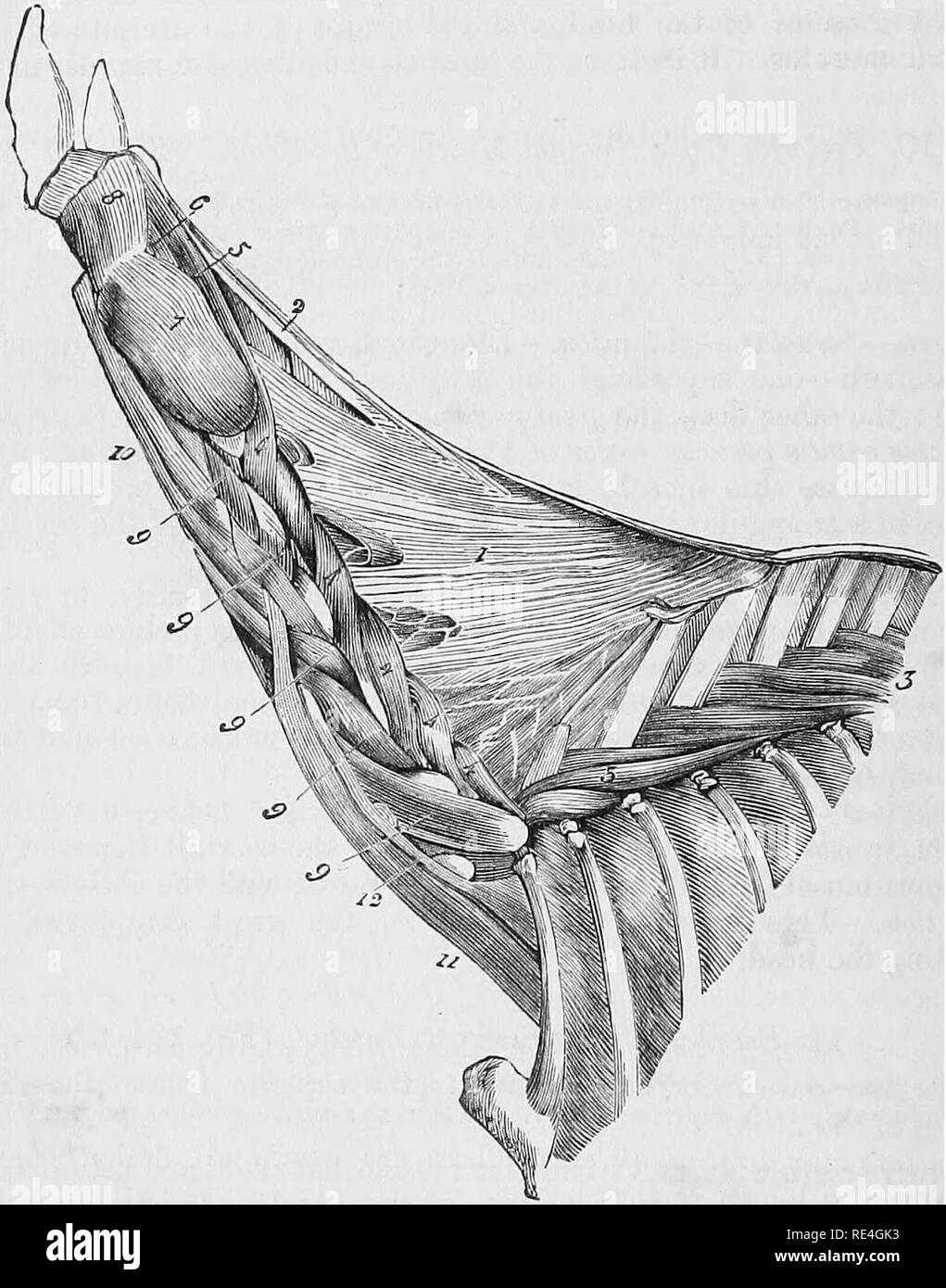. The comparative anatomy of the domesticated animals. Veterinary ...