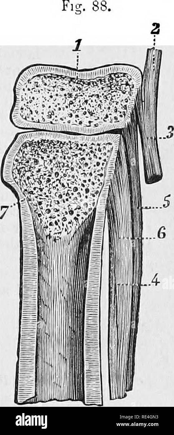 Fetlock Black and White Stock Photos & Images - Alamy