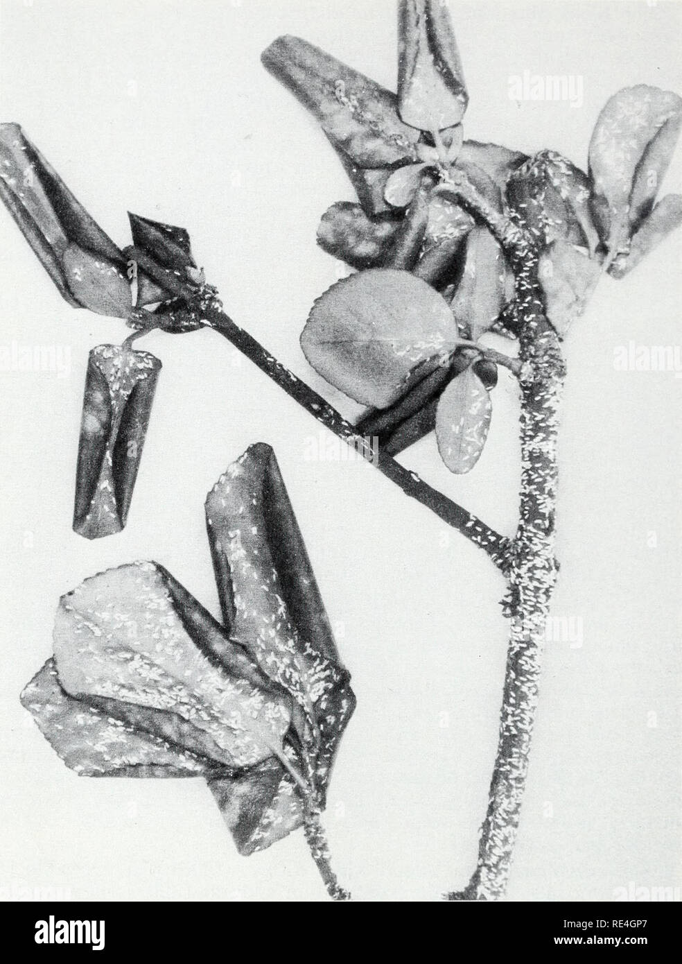 . Eastern forest insects. Forest insects. F-519580 Figure 33.—The ...
