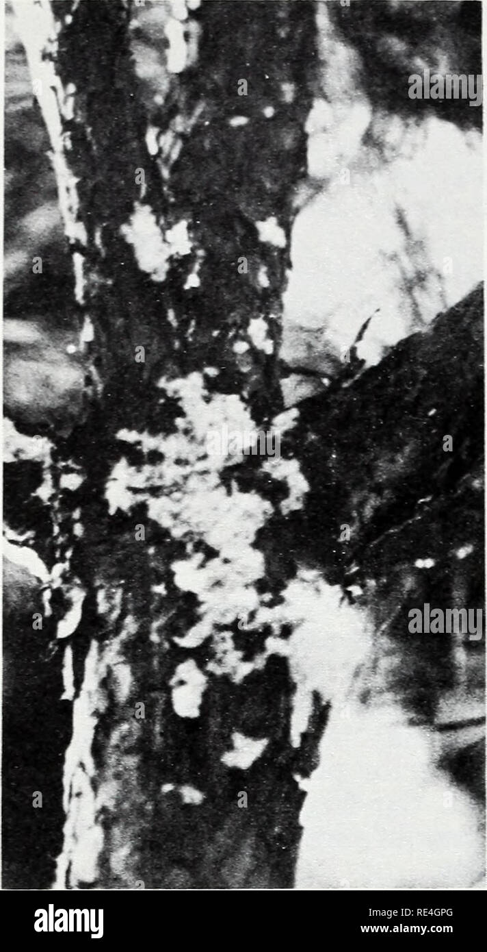 . Eastern forest insects. Forest insects. COURTESY CONN. AGR. EXPT. STA ...