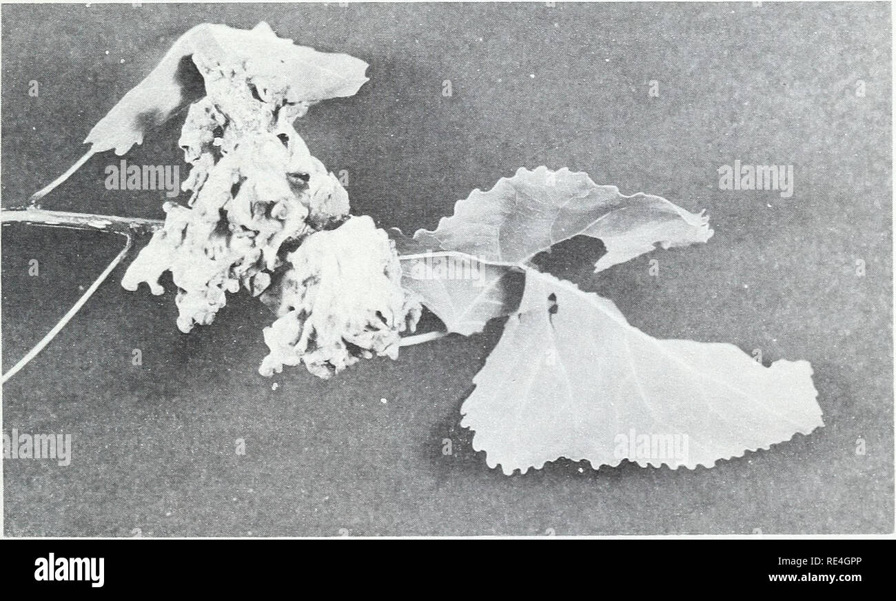 Woolly alder aphid hi-res stock photography and images - Alamy