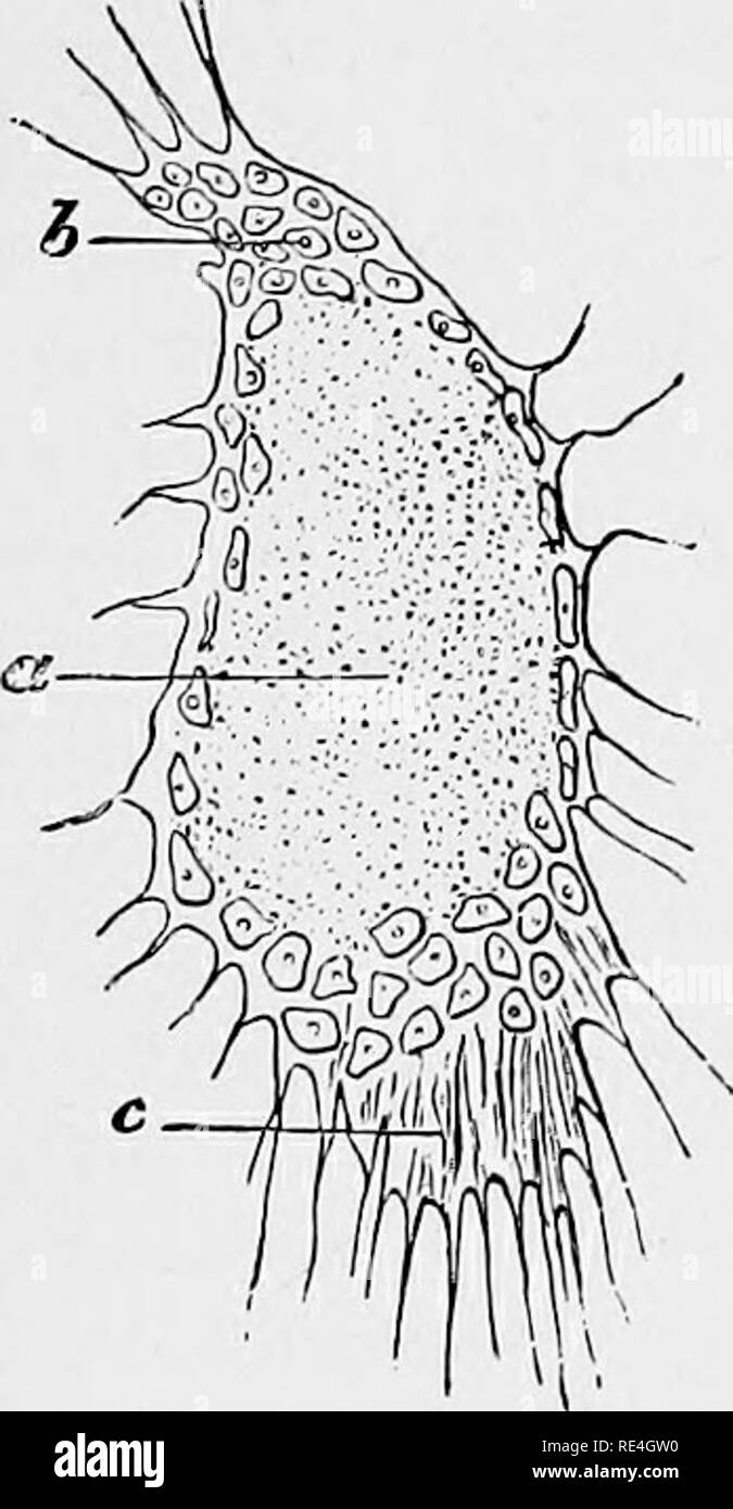 . A text-book of bacteriology, including the etiology and prevention of ...