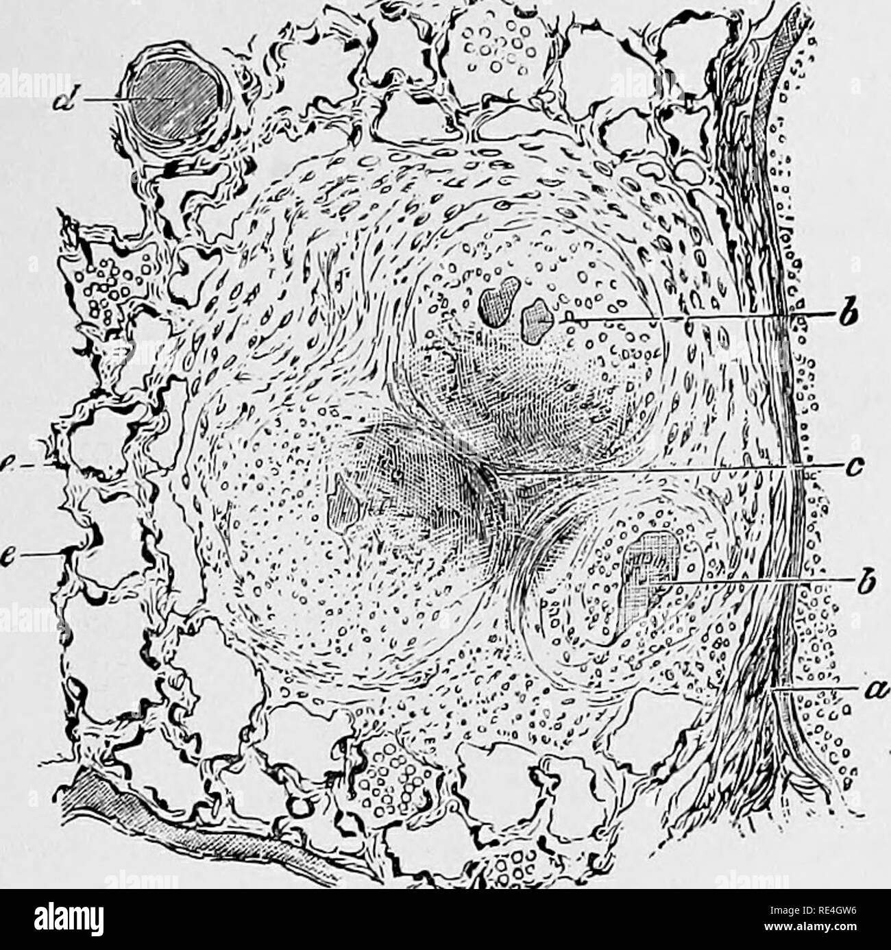 Caseate Black and White Stock Photos & Images - Alamy