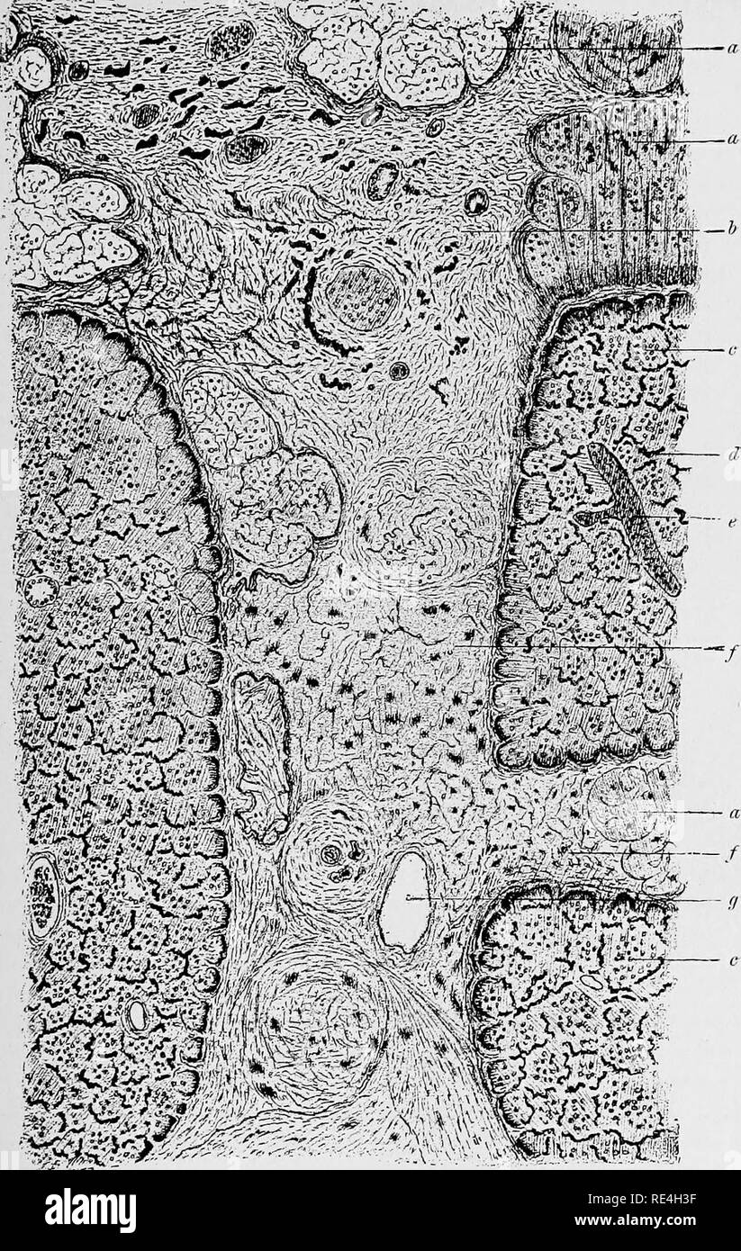 Alveolar septa hi-res stock photography and images - Alamy