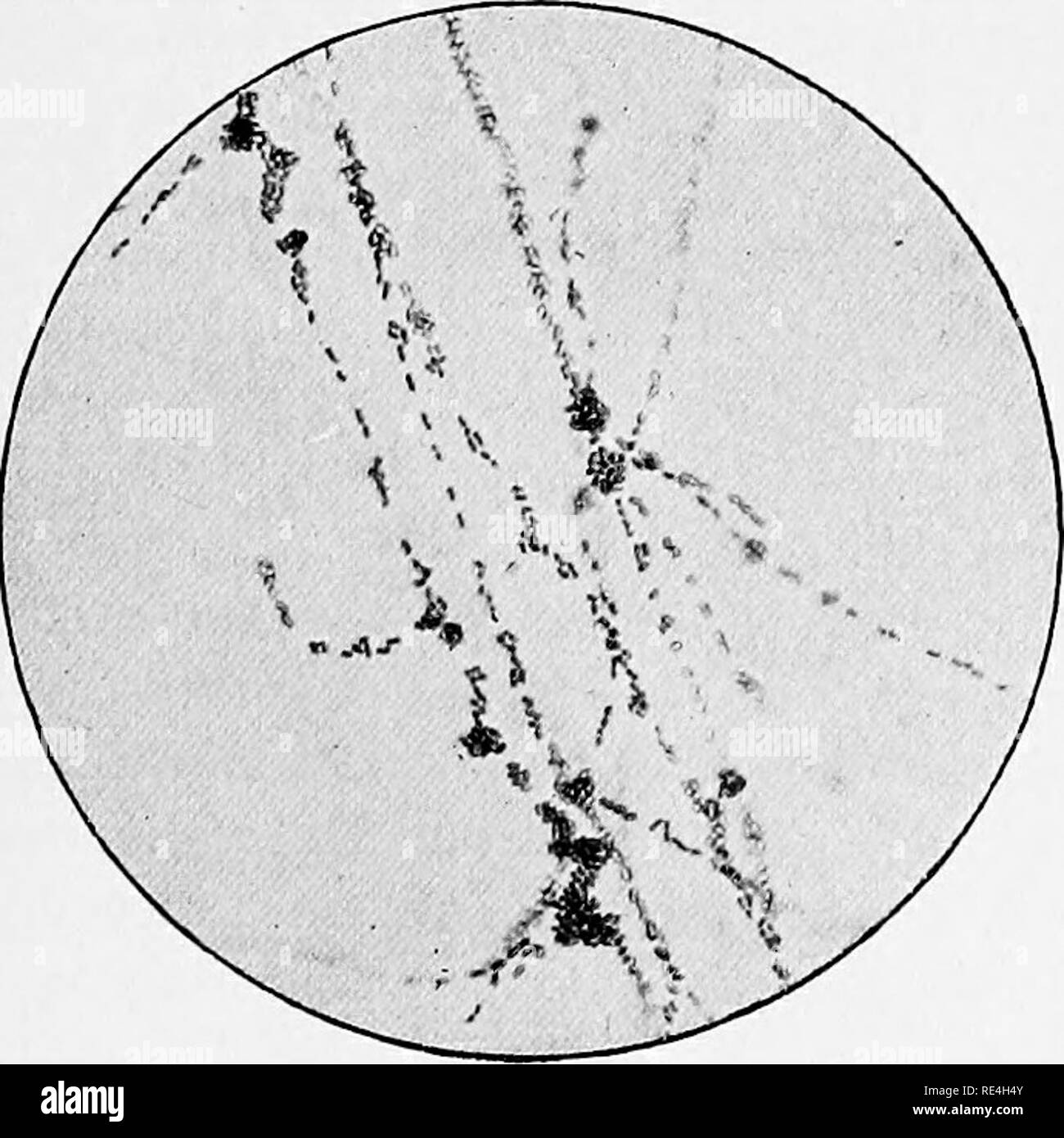 Filamentous feather hi-res stock photography and images - Alamy