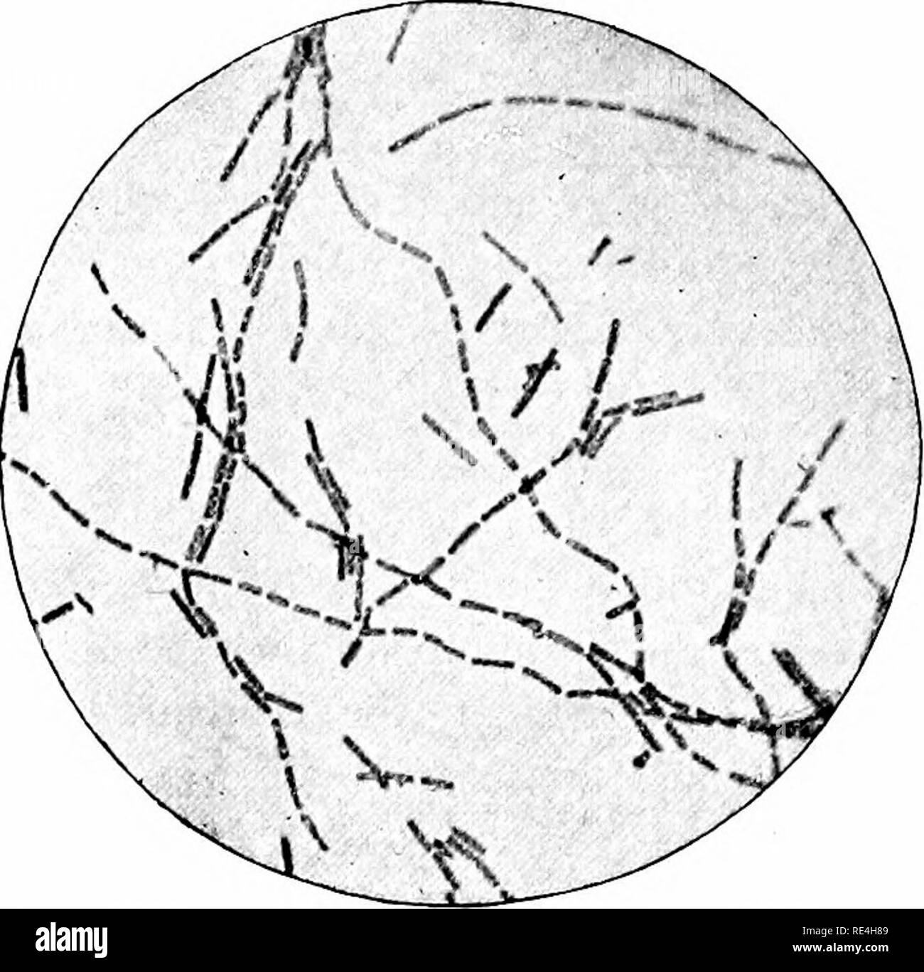 . Micro-organisms and disease. An introduction to the study of specific ...