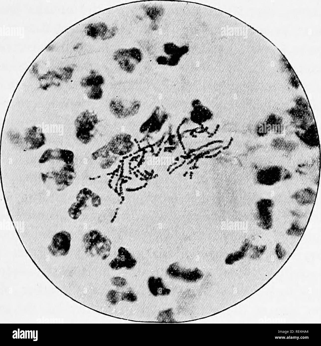 . Micro-organisms and disease. An introduction to the study of specific ...