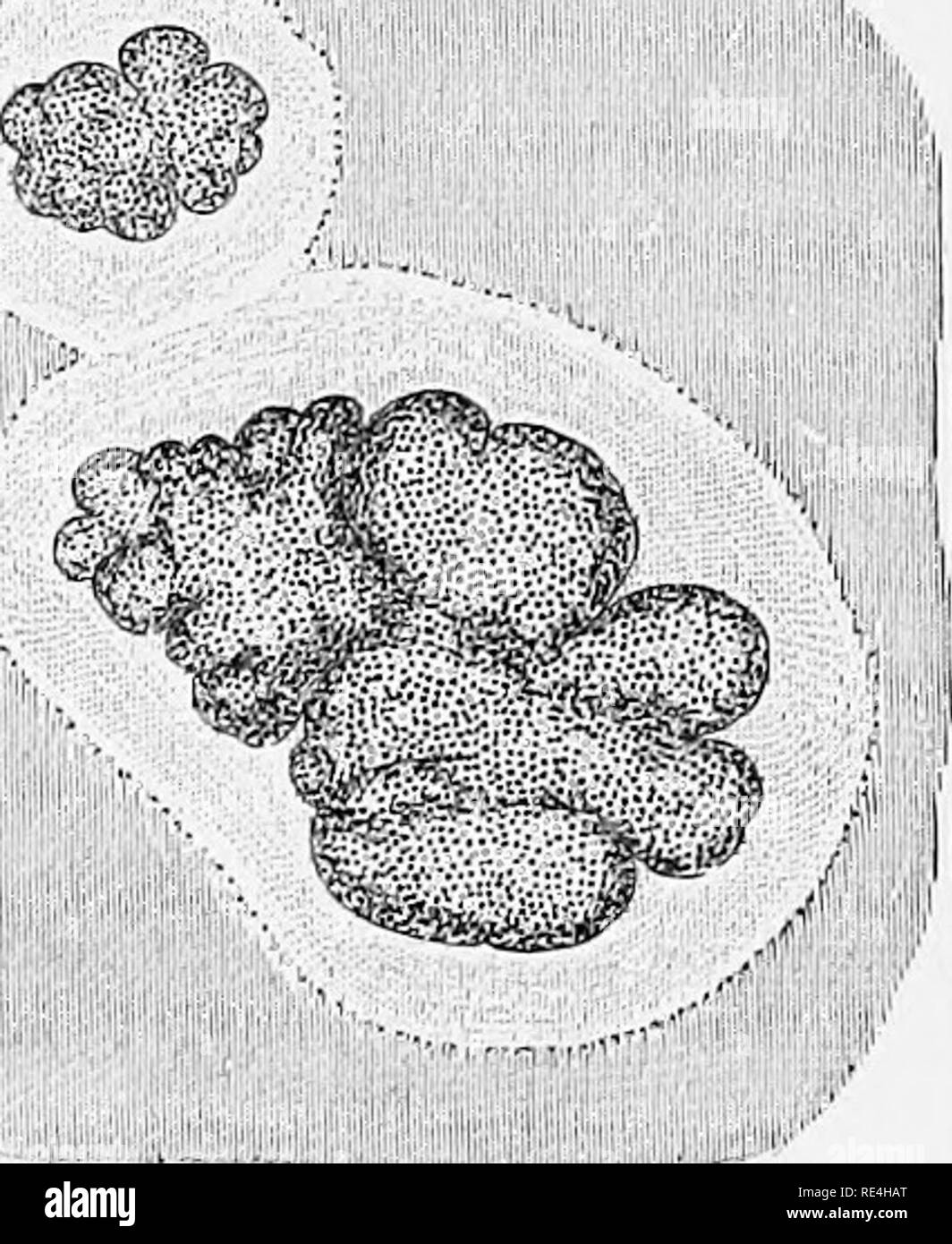 Putrid meat Black and White Stock Photos & Images - Alamy