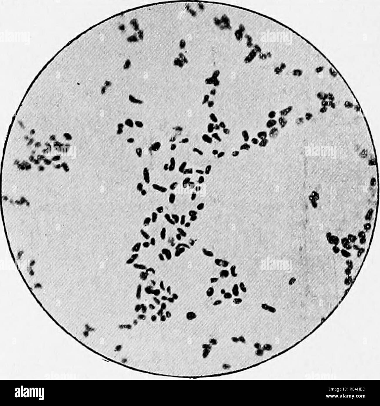 . Micro-organisms and disease. An introduction to the study of specific ...