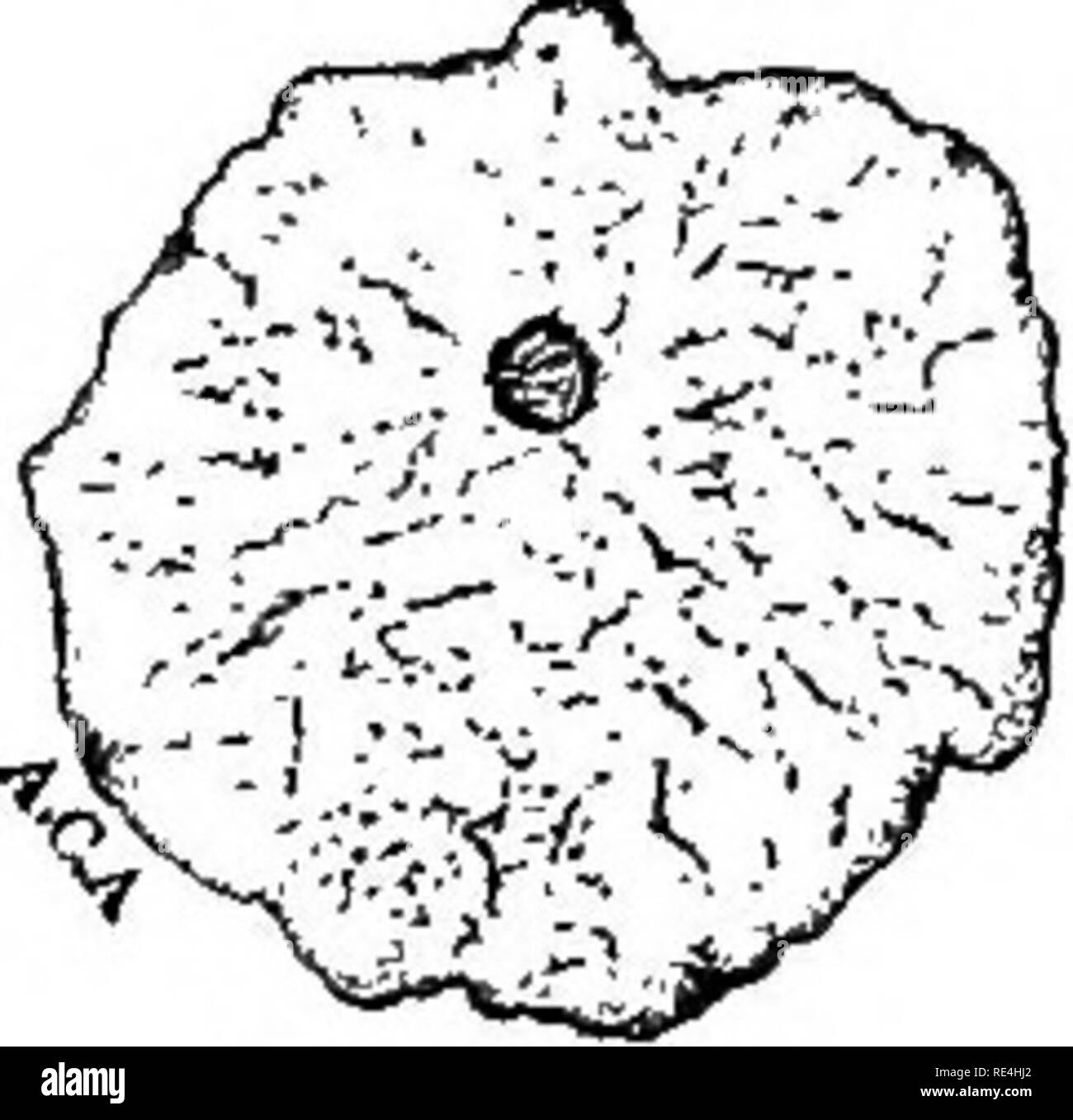 Mostly maps Black and White Stock Photos & Images - Alamy