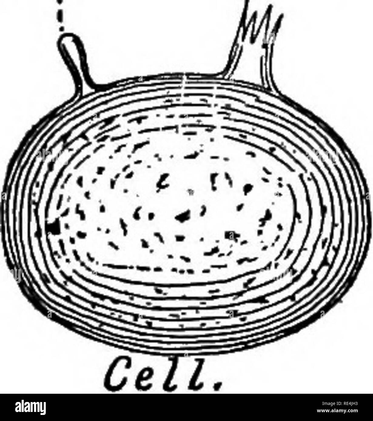 . A text-book upon the pathogenic Bacteria and Protozoa for students of ...