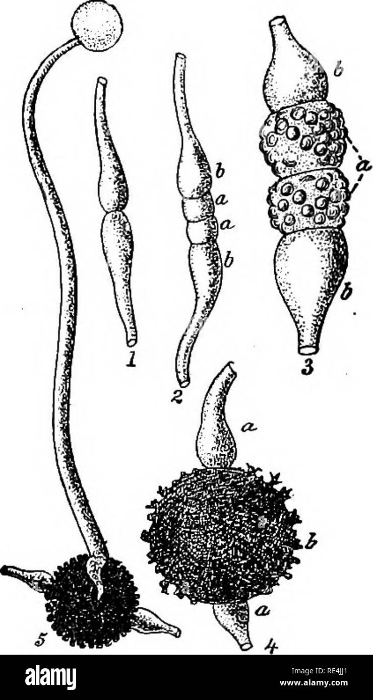 . A text-book upon the pathogenic Bacteria and Protozoa for students of ...