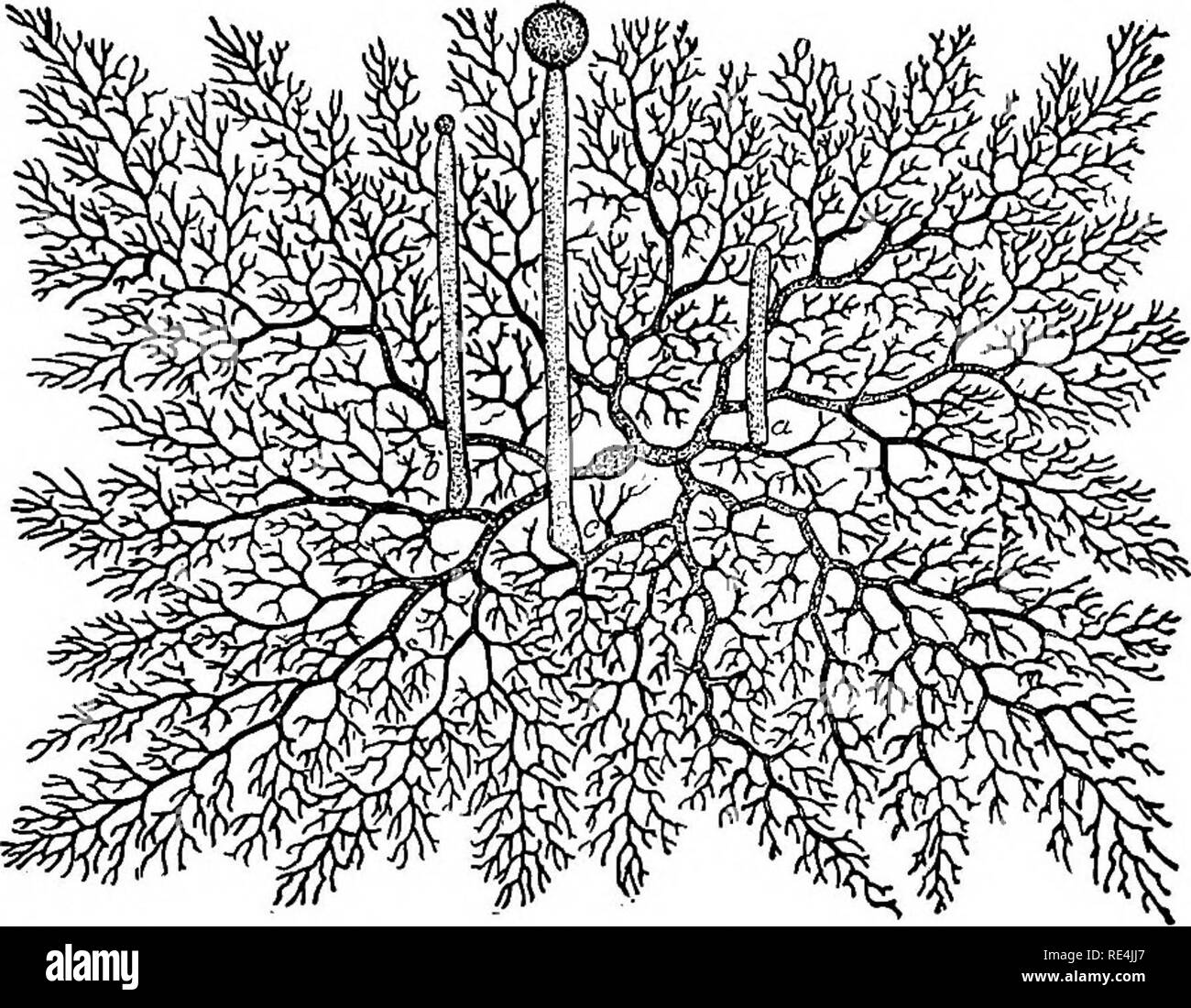 Putrefactive bacteria hi-res stock photography and images - Alamy