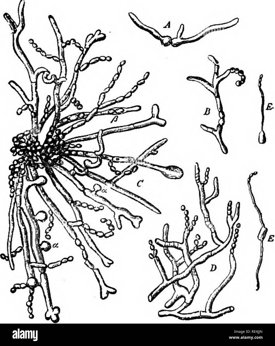 . A text-book upon the pathogenic Bacteria and Protozoa for students of ...