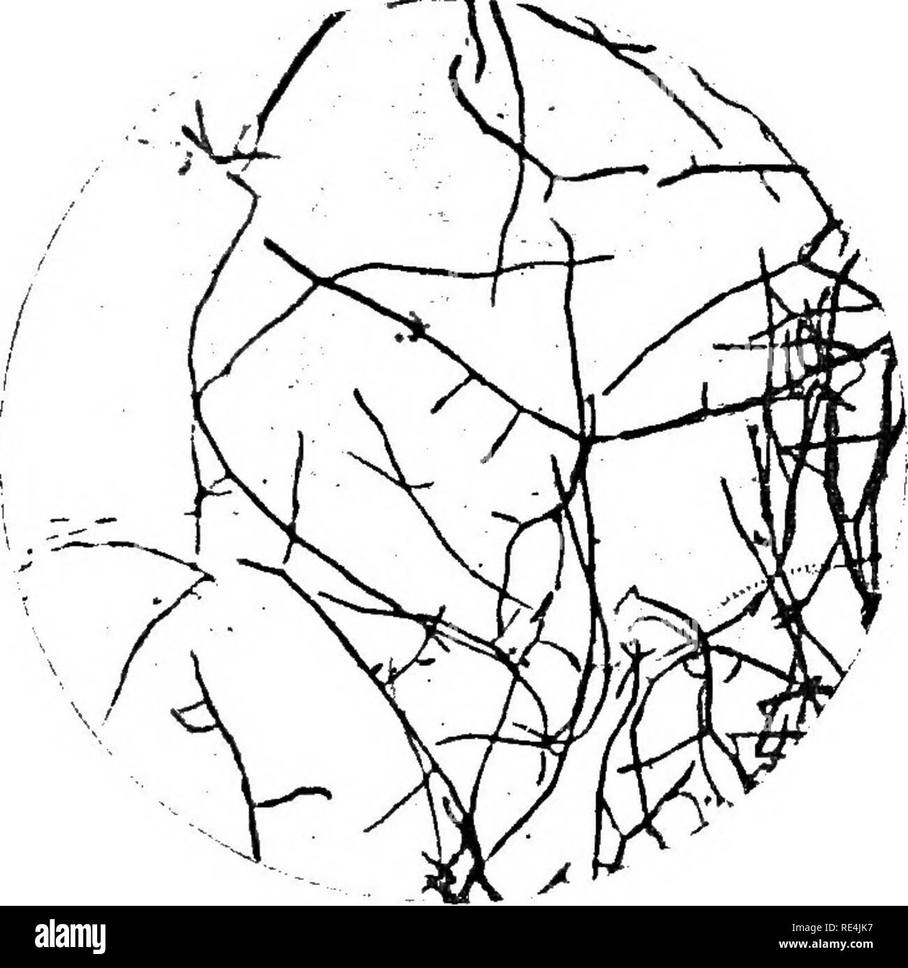 Leptothrix Black and White Stock Photos & Images - Alamy