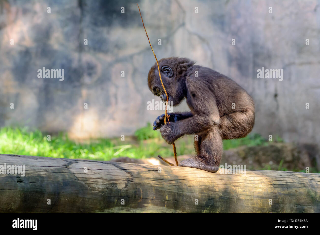 Gorillas playing zoo hi-res stock photography and images - Alamy