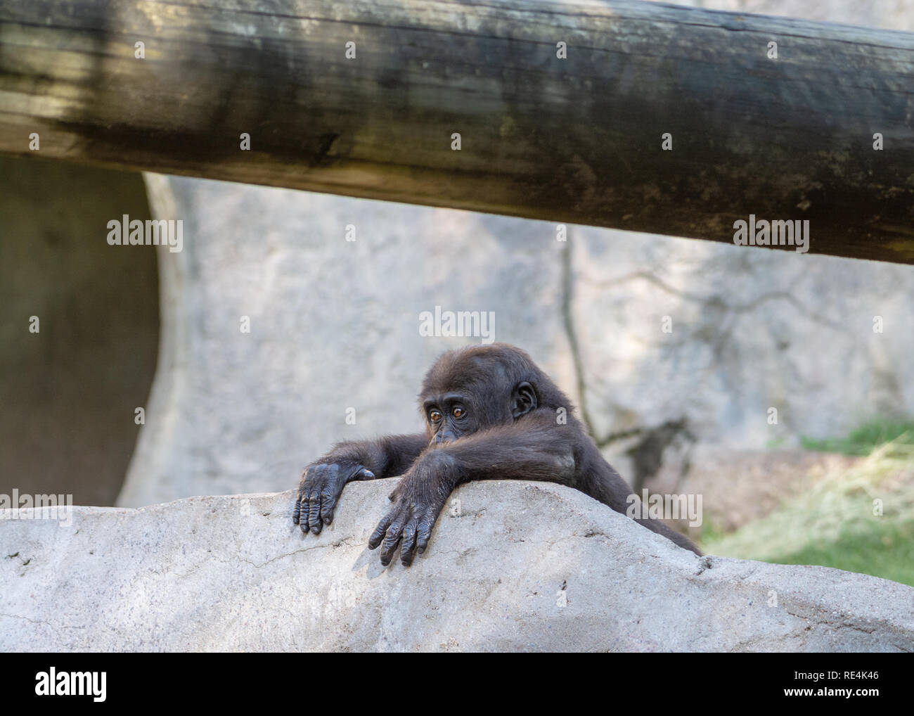 Young, Juvenile Male Silverback Western Lowland gorilla, (Gorilla ...