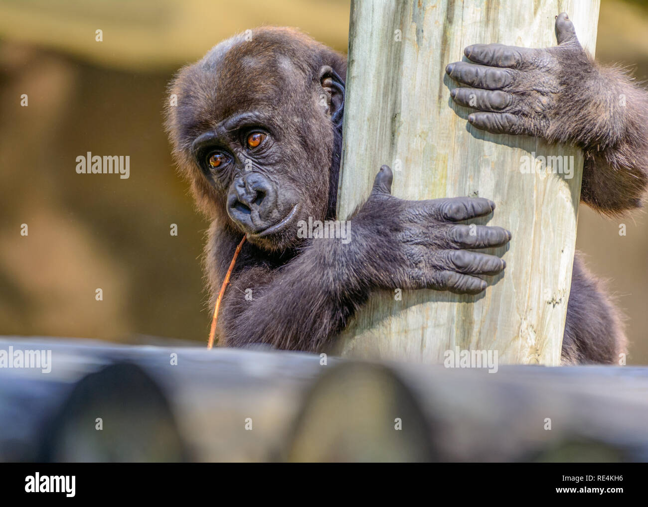 Young, Juvenile Male Silverback Western Lowland gorilla, (Gorilla ...