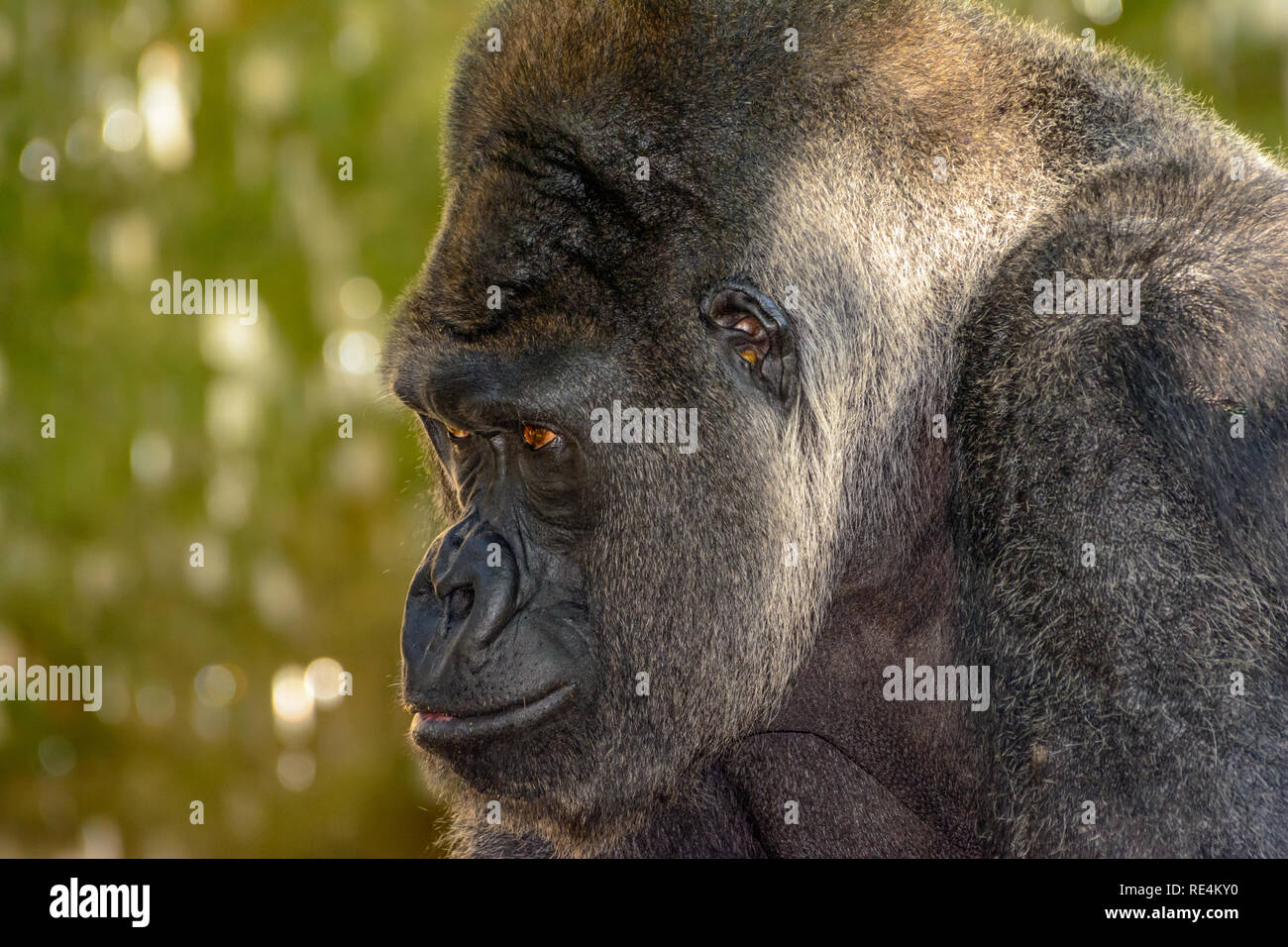 Male Silverback Western Lowland gorilla Stock Photo - Alamy