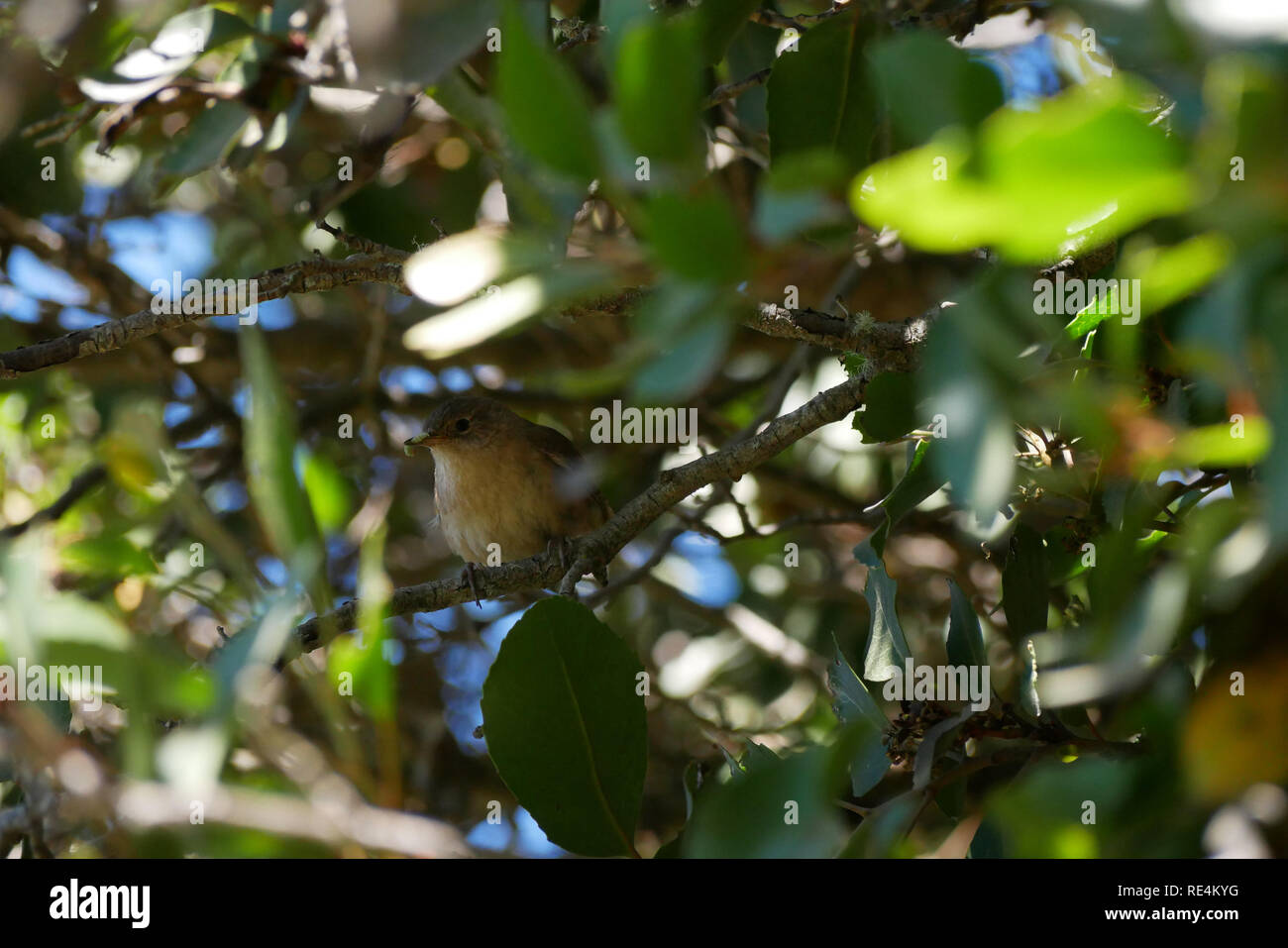 Ratucha hi-res stock photography and images - Alamy